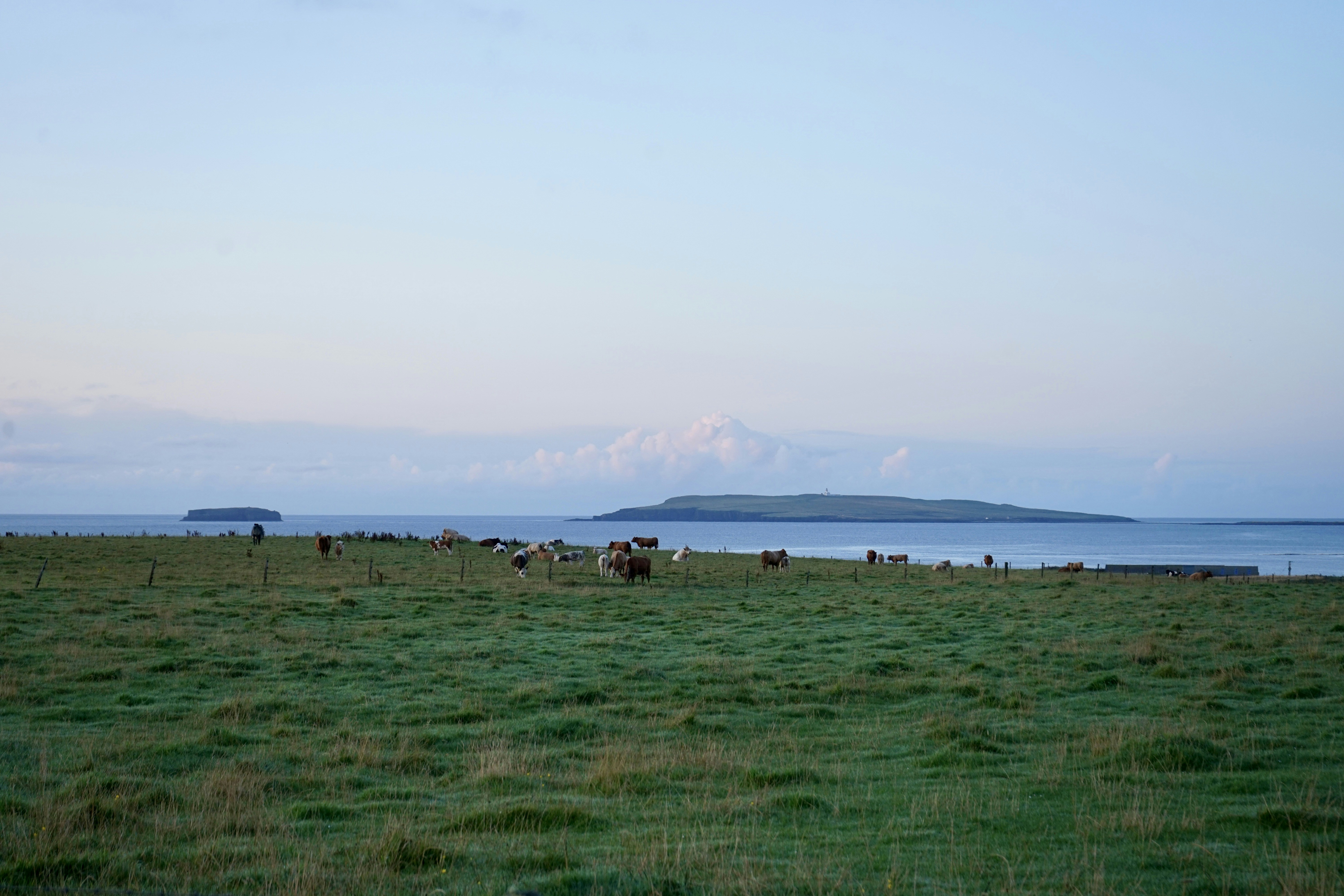 Coastal Pasture at Dusk: Cattle on the Gentle Shoreline