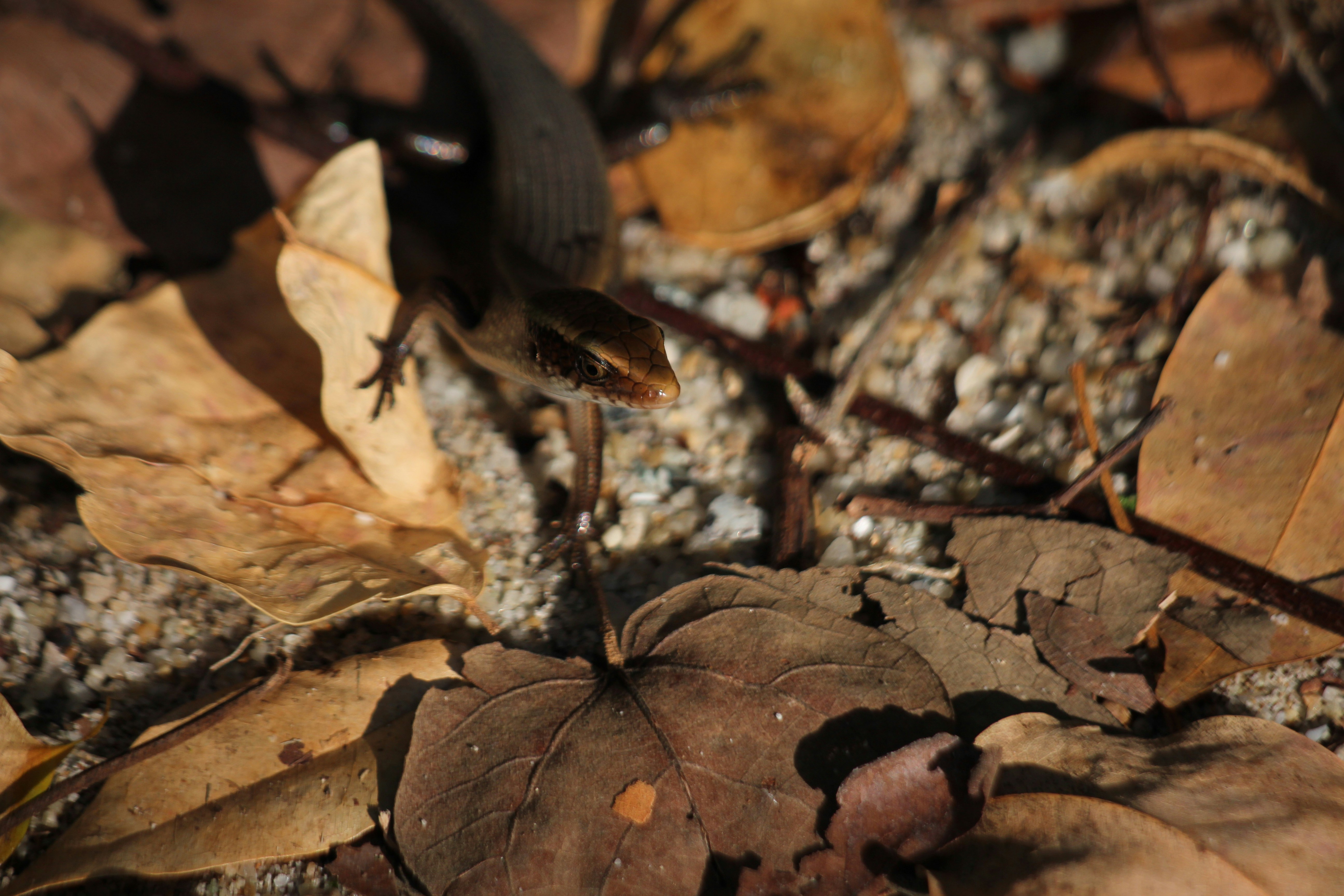 Close-up of dried autumn leaves covering forest floor, a small brown insect blends among the debris.