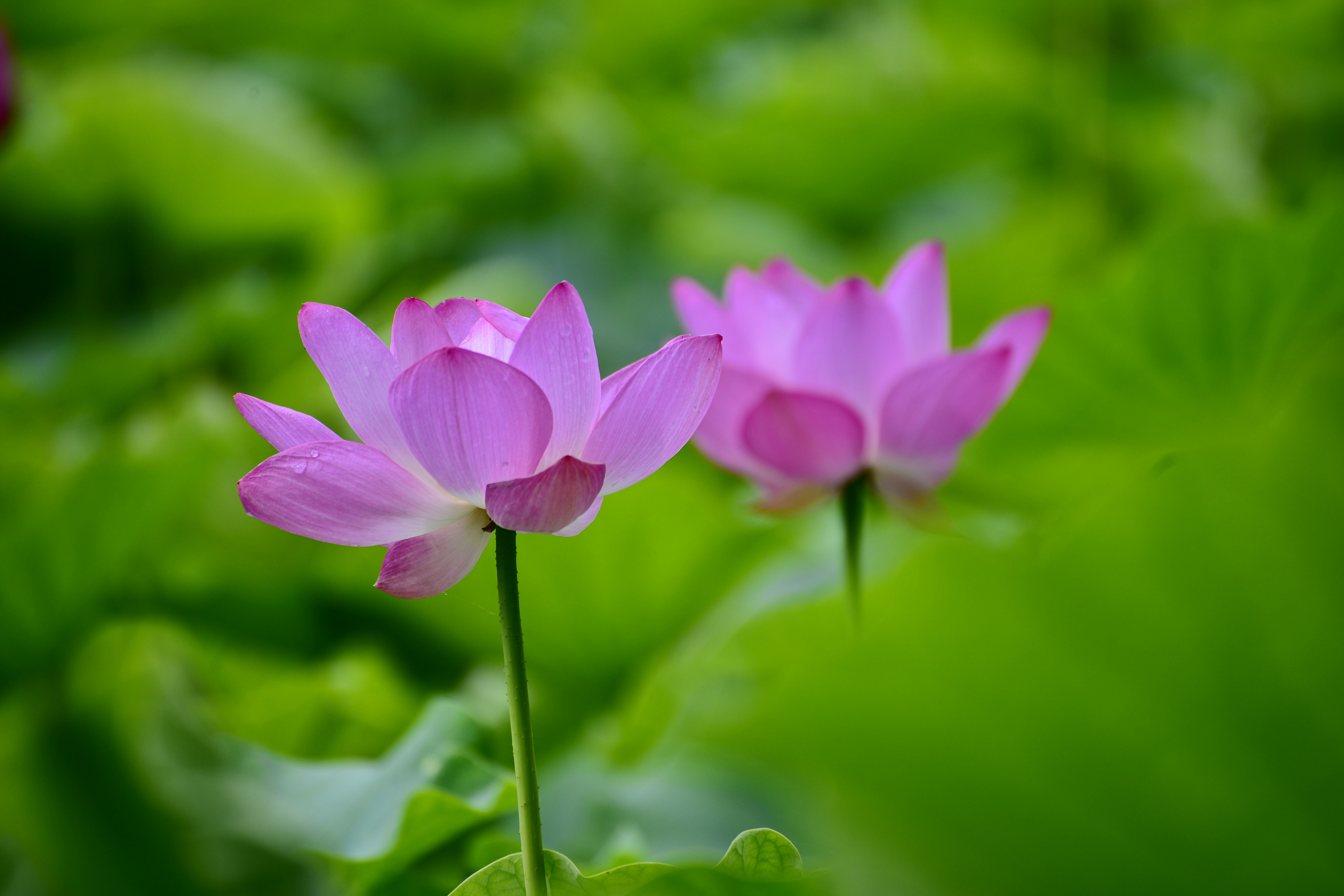 Pink Petals in Soft Focus: Lotus Duo in a Lush Green Hideaway
