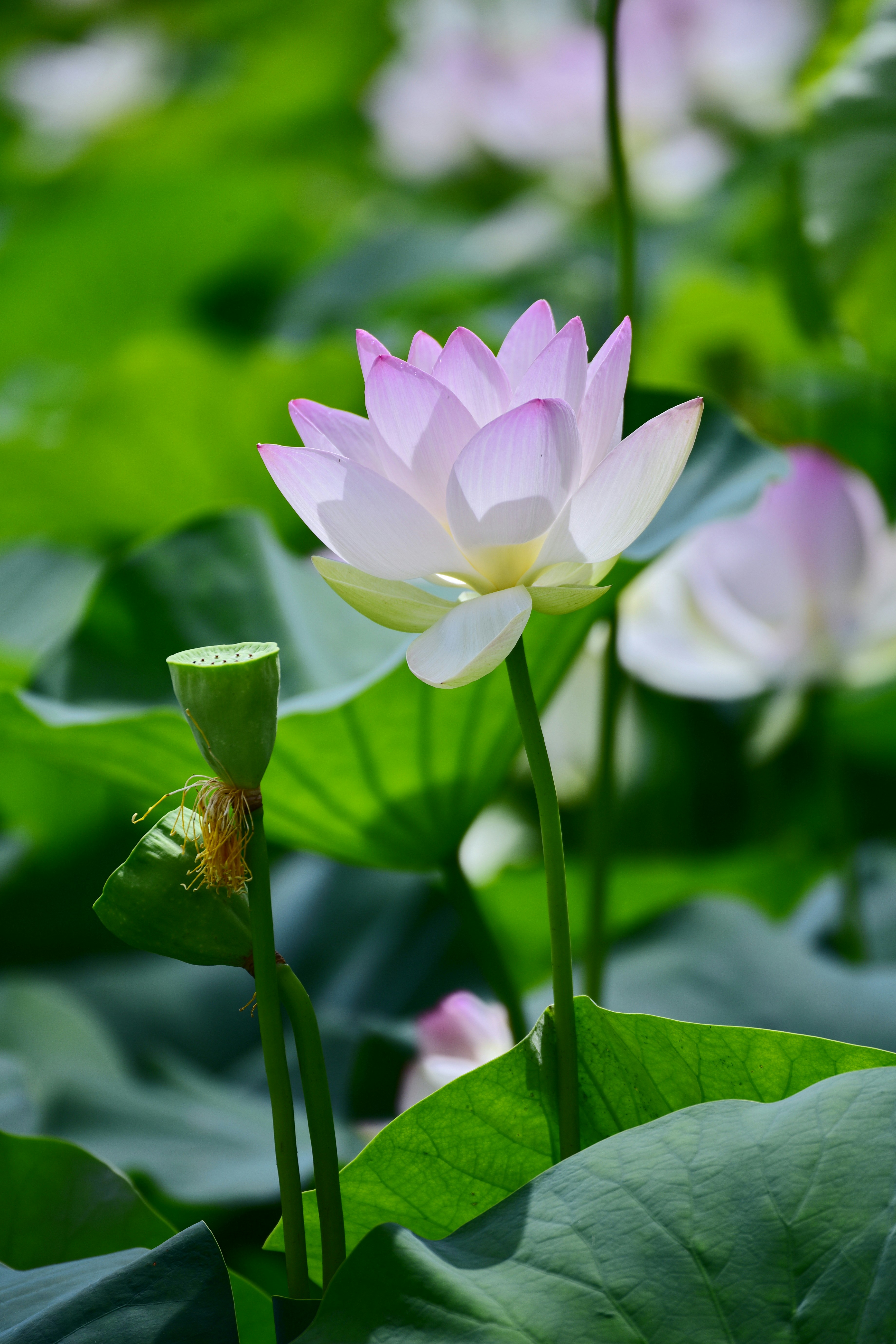 Lotus in Focus: Soft Pink Bloom Rising Above the Green Wake