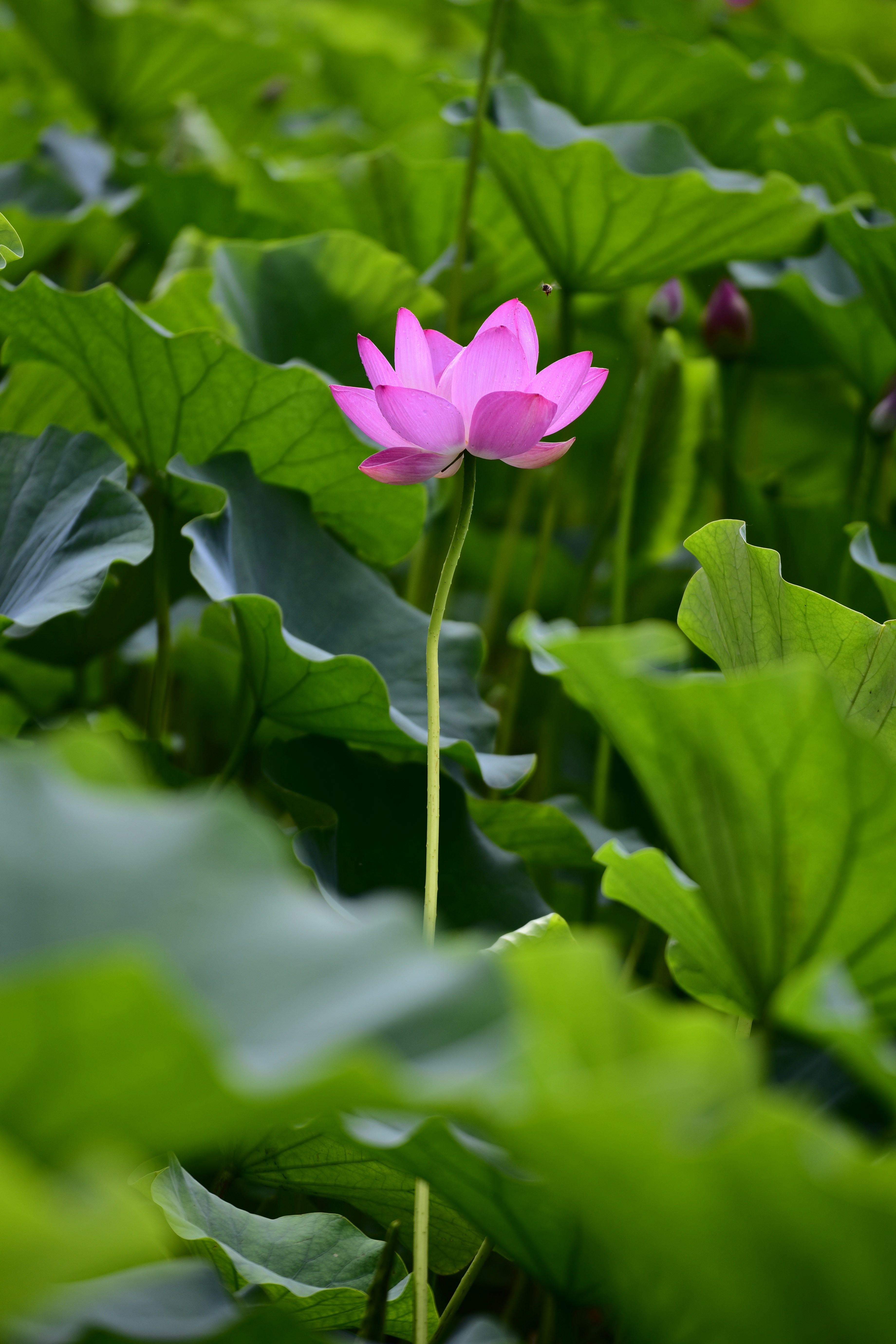 Pink lotus in a sea of green