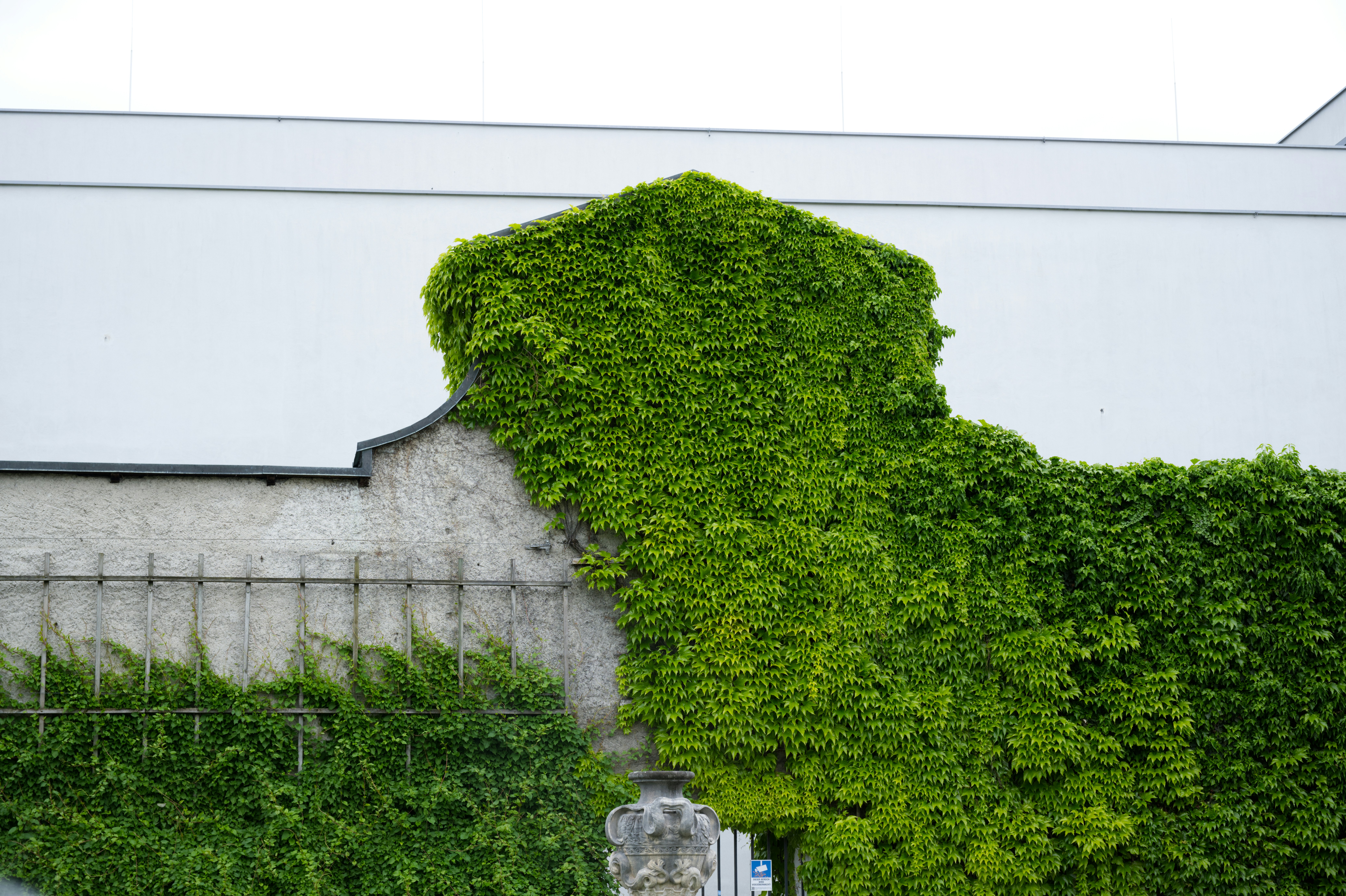 Ivy Crowned Wall: A Quiet Corner of Green Overgrowth