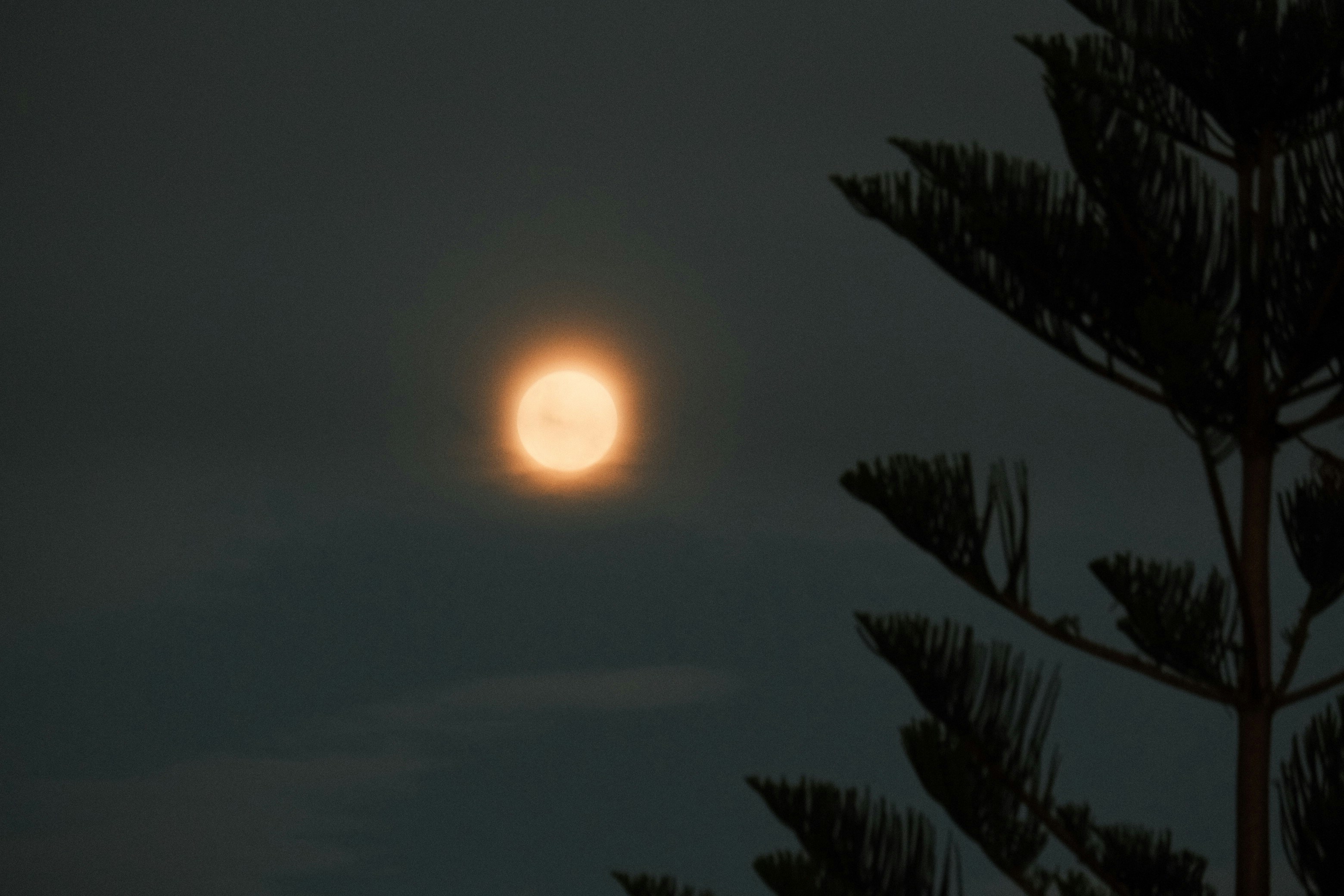 Moonlit Peak: A Blurred Orb Amid Silhouetted Pines