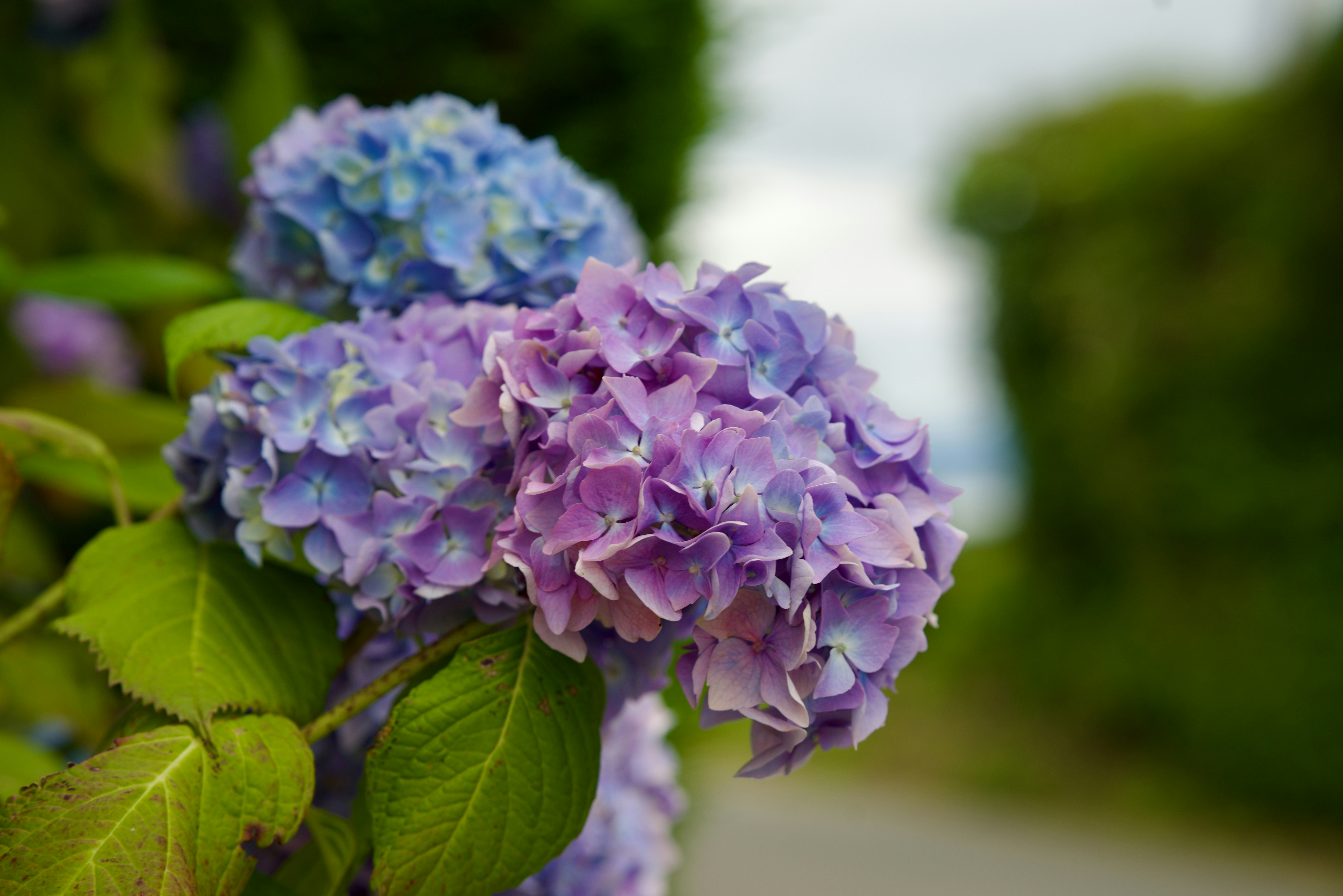 Hydrangea blossoms in the foreground with a blurred garden path background, emphasizing color and texture of the flowers. This is a naturalistic floral close-up.