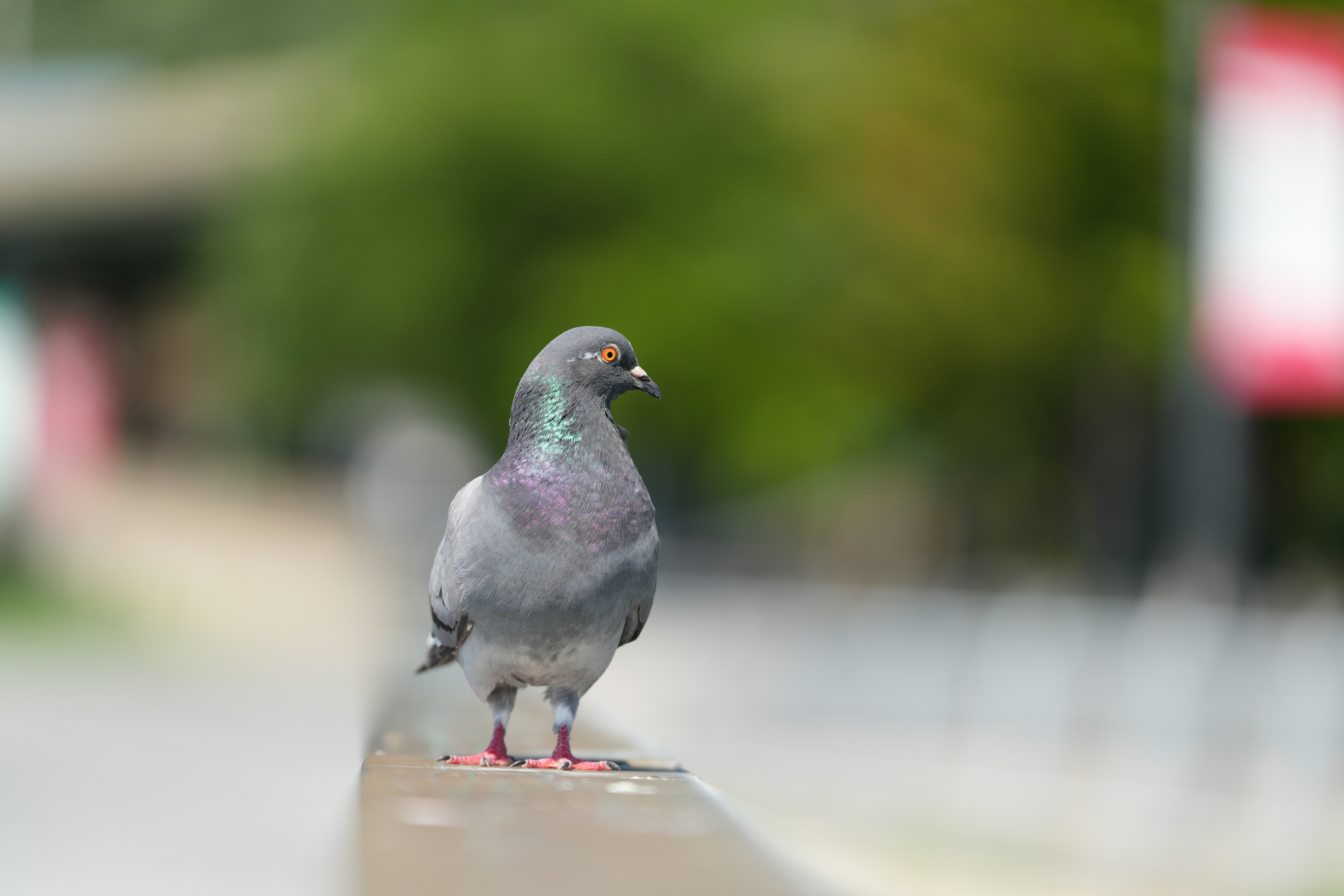Pigeon perched on a railing in an urban setting with a shallow depth of field and a blurred background.