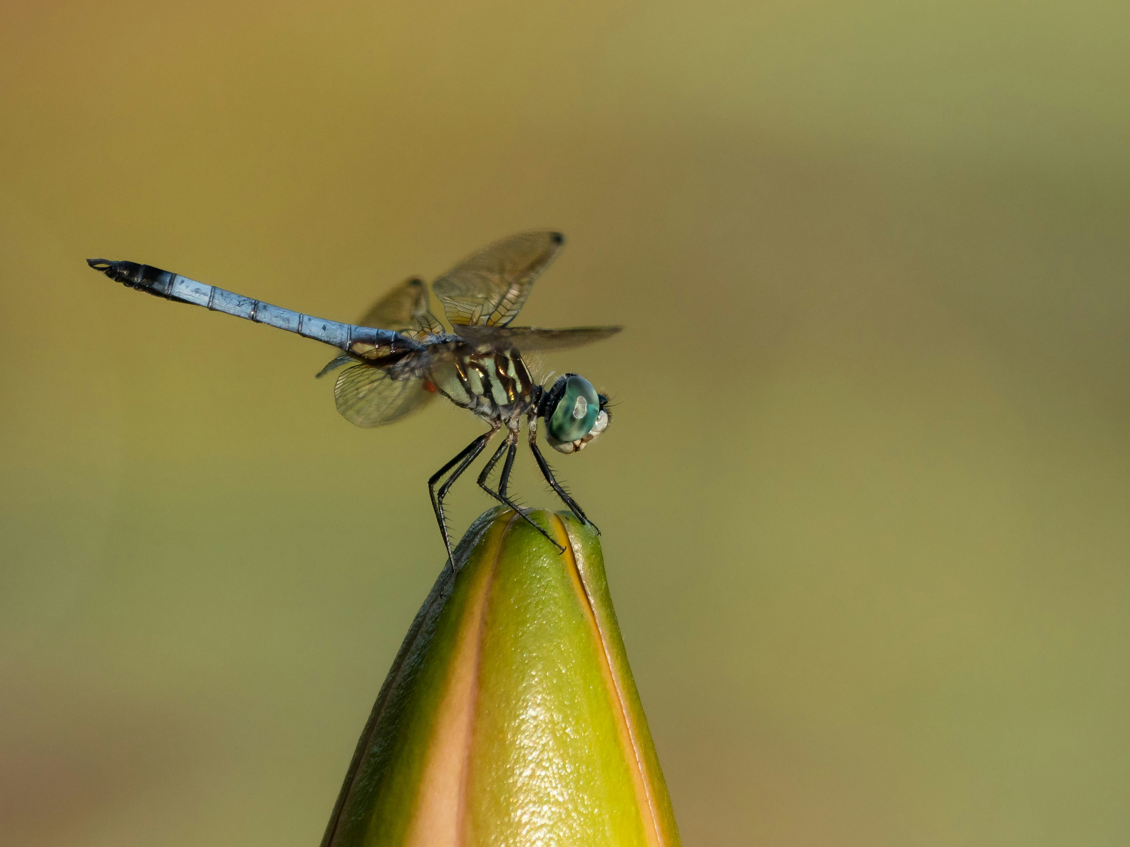 Azure-Striped Dragonfly Perched on a Bud
