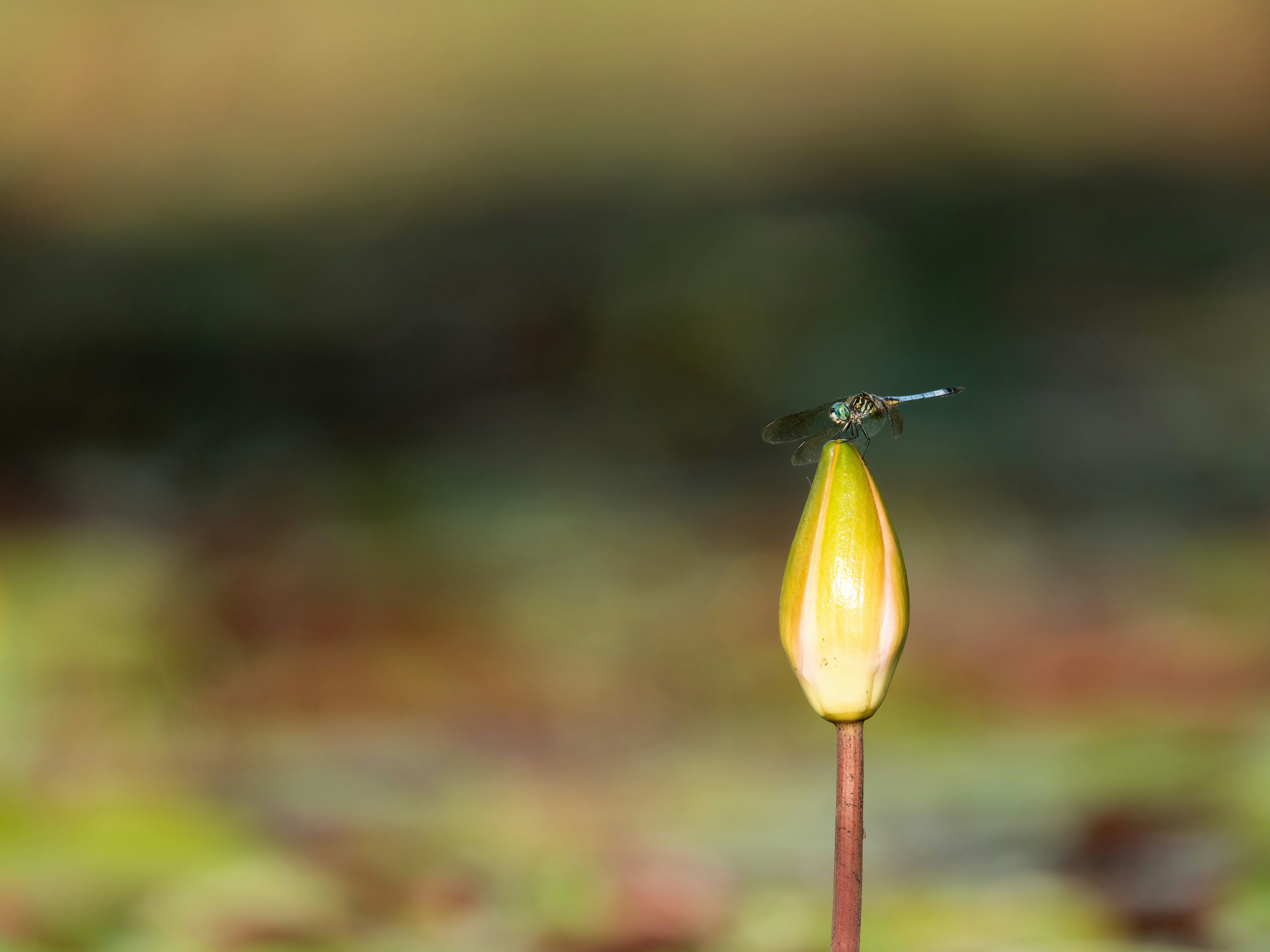 Dragonfly Sentinel on a Golden Bud