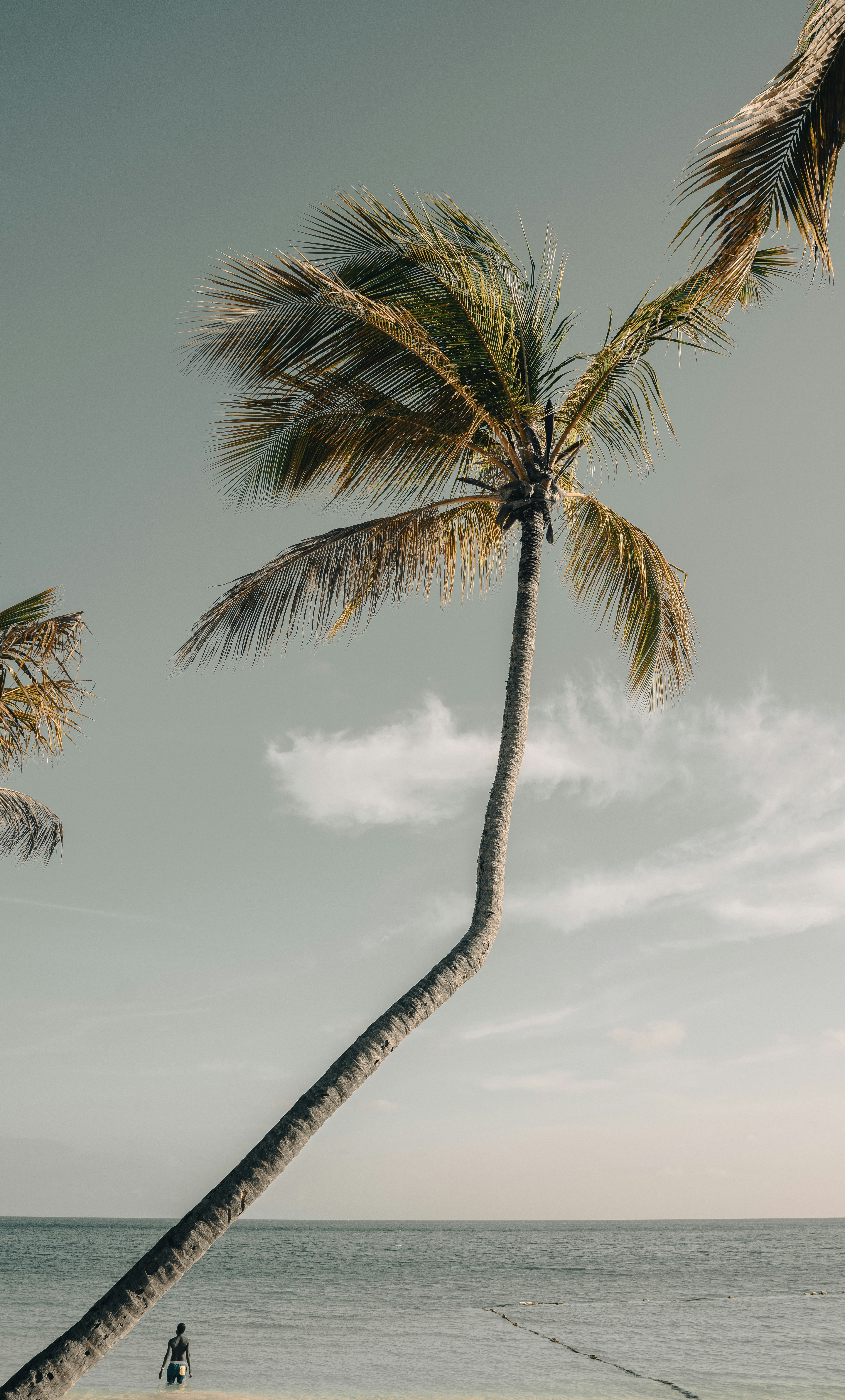 Tilted Palms and Quiet Seas