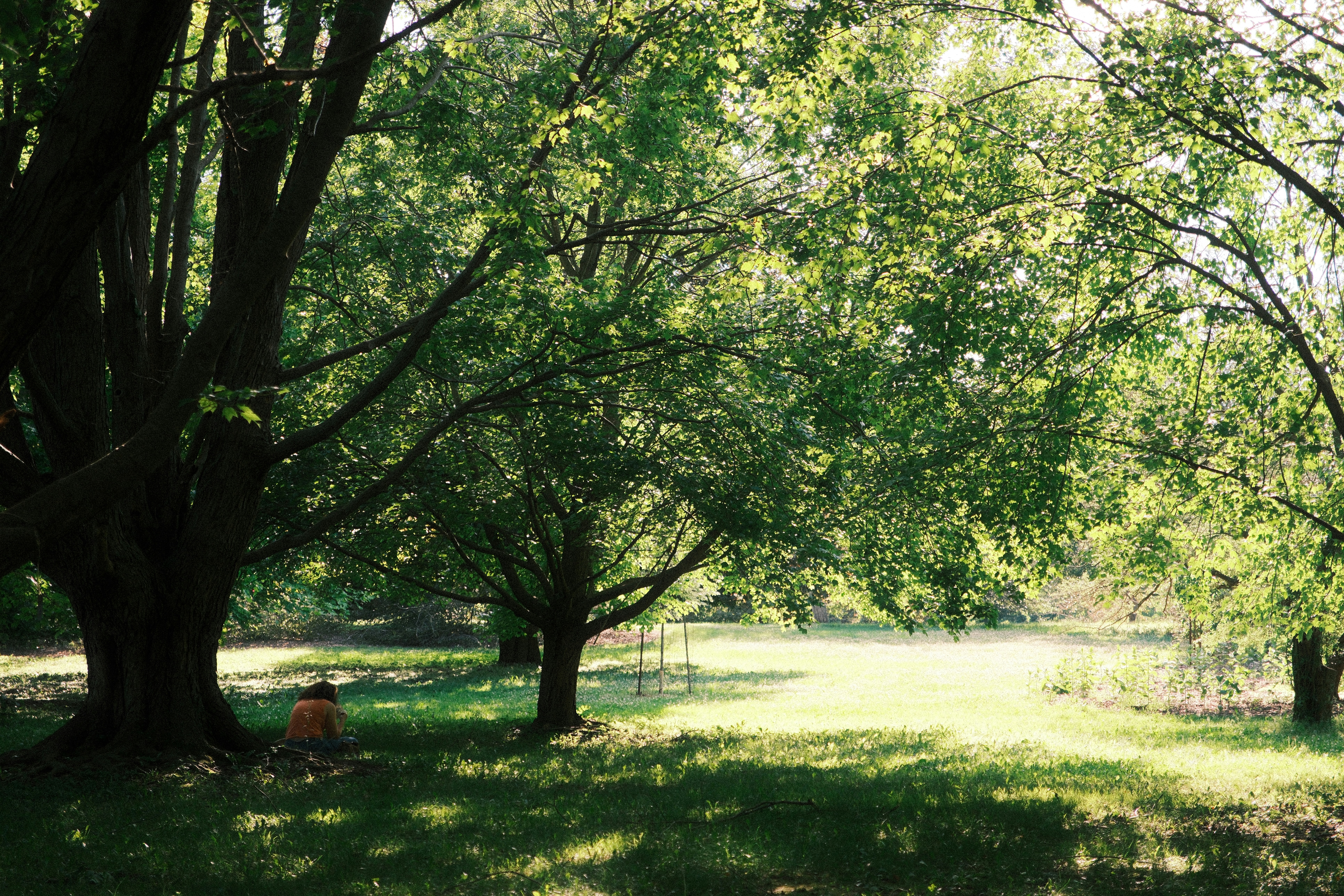 Sunlit Clearing Beneath a Canopy of Calm Green