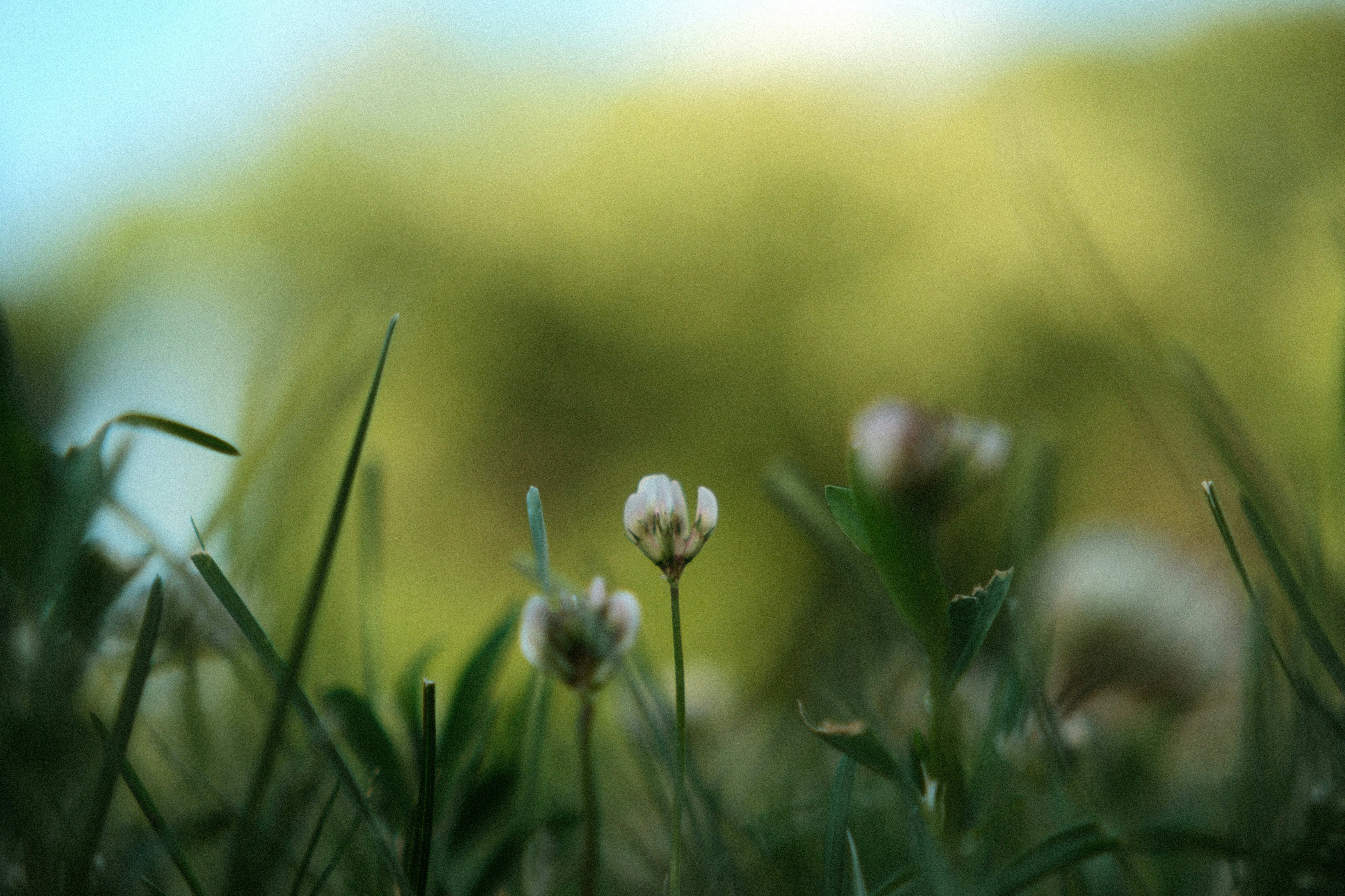 Whispering Petals Above Short Grass