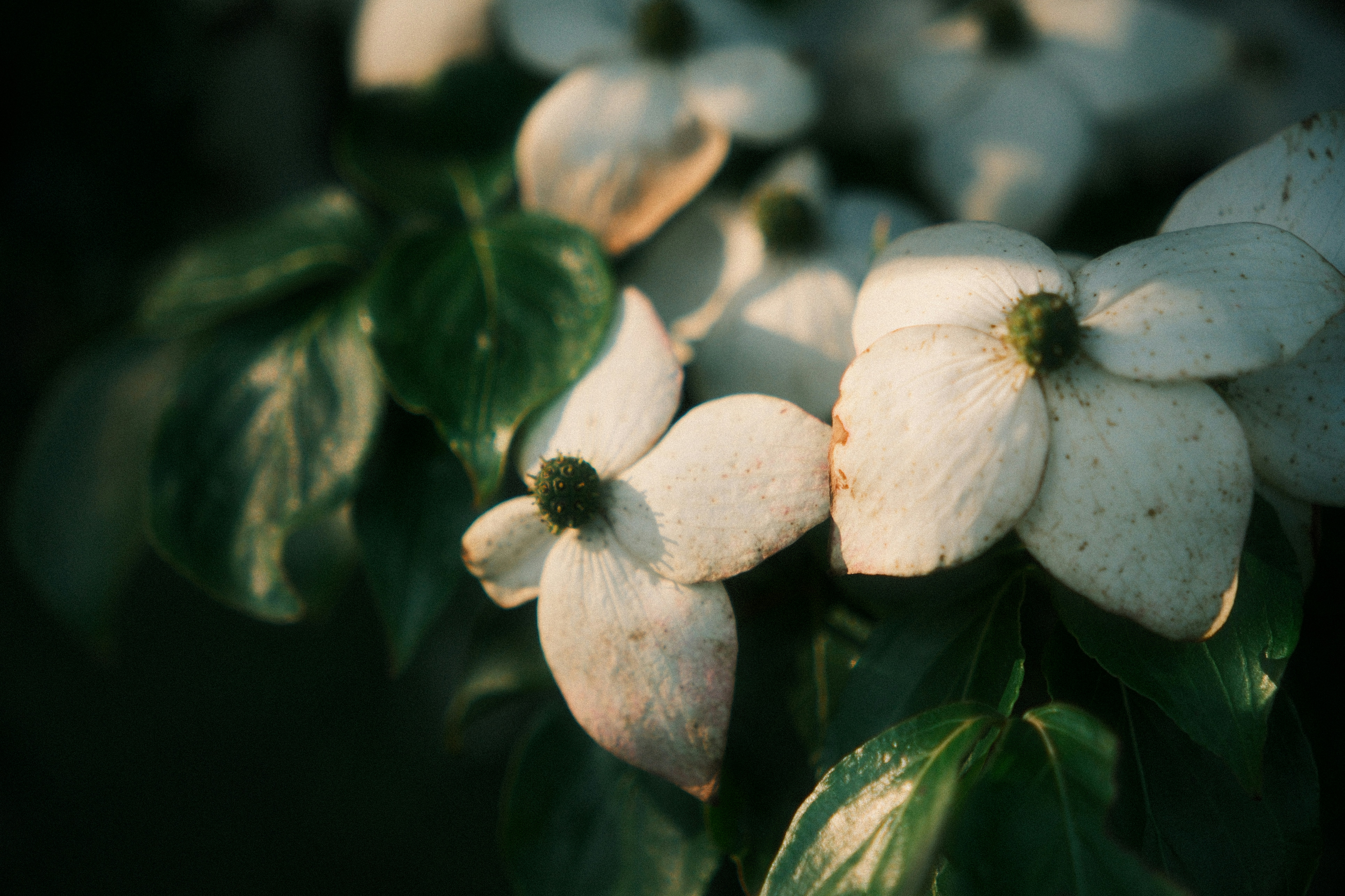 Close-up of pale white dogwood-like flowers with green leaves, softly lit and slightly vignetted; a natural botanical scene.