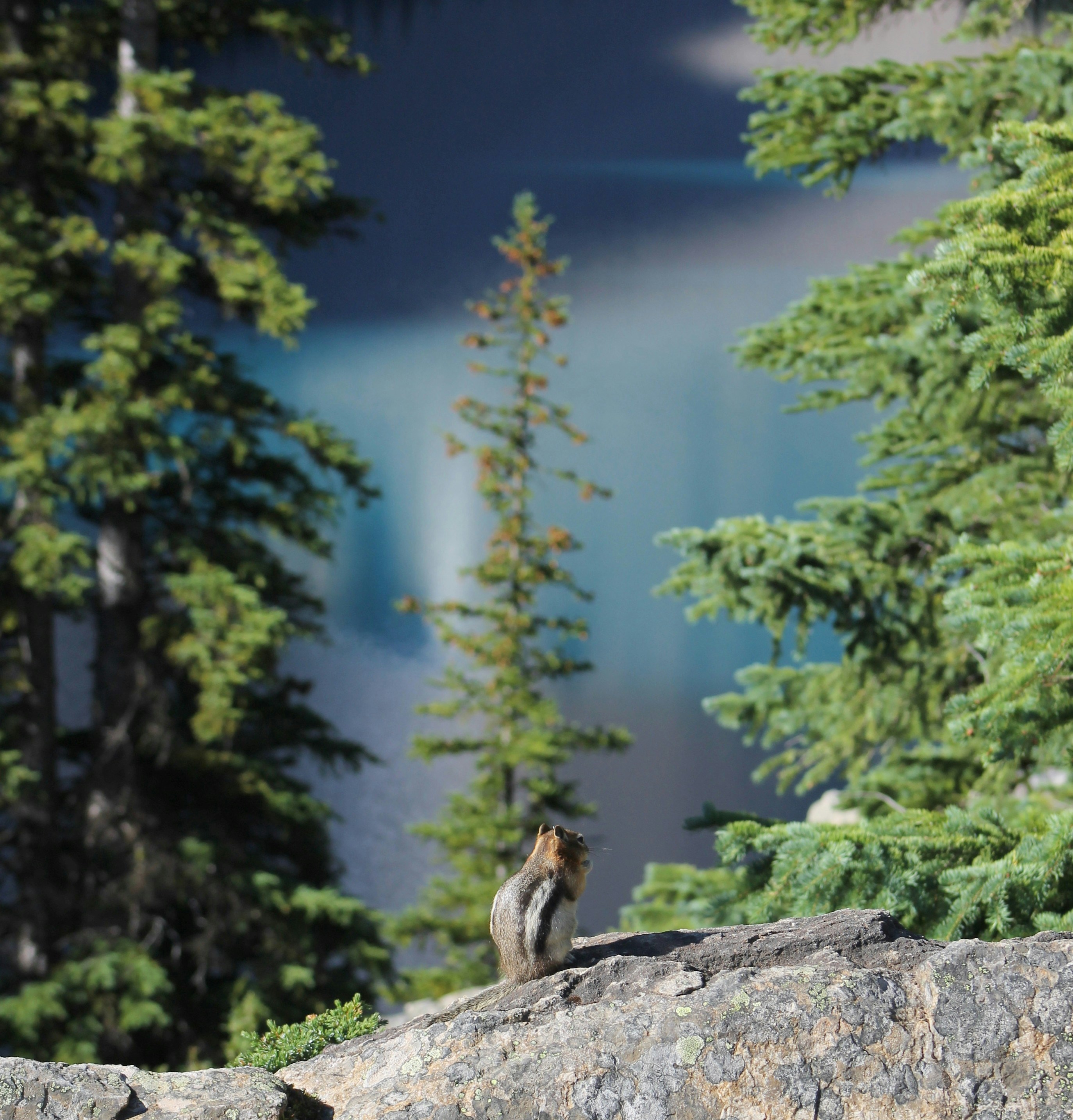 Squirrel Sentinel on a Weathered Rock