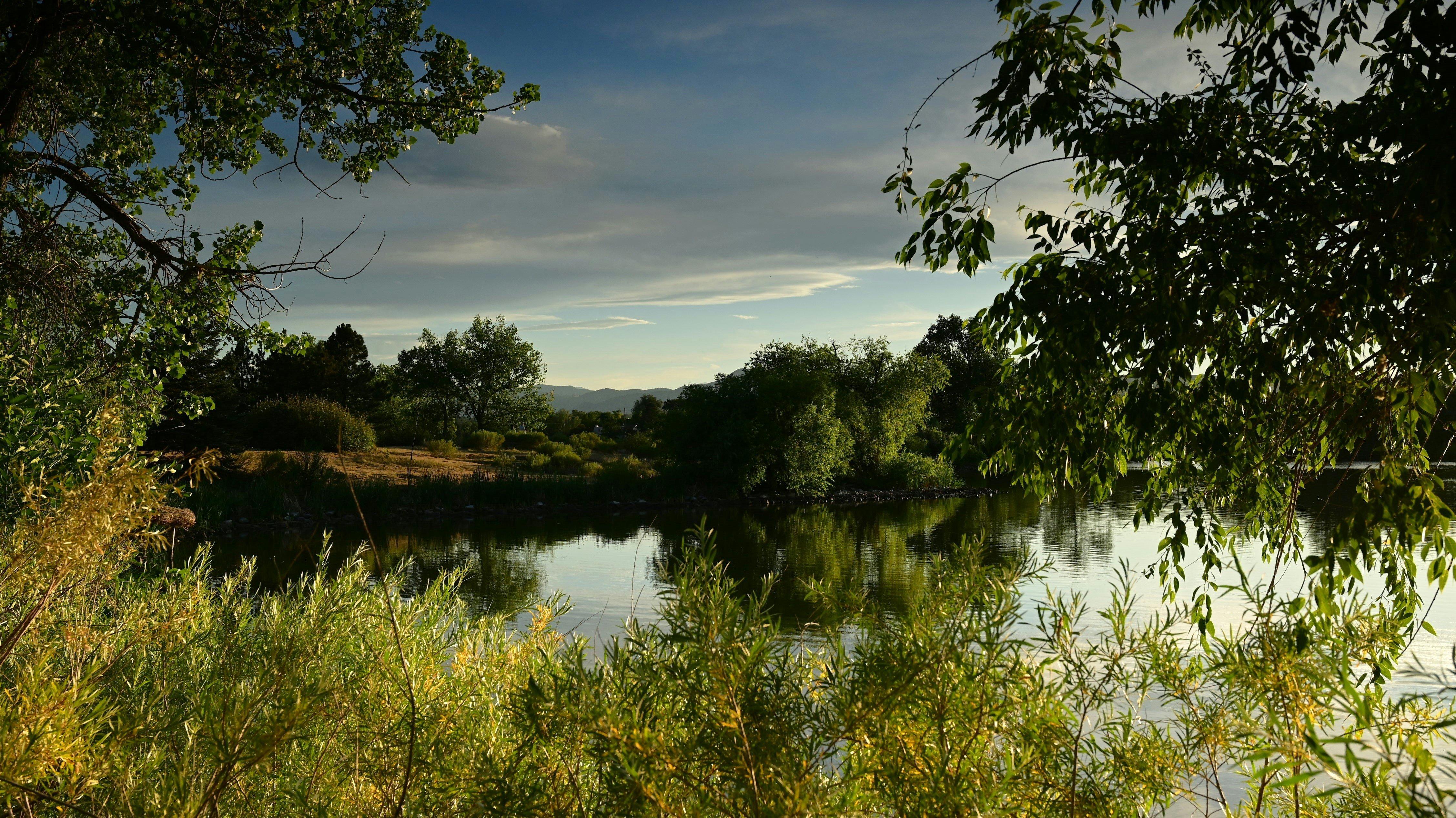 Quiet Lake Dawn: Golden Reeds Framing a Serene Water Mirror