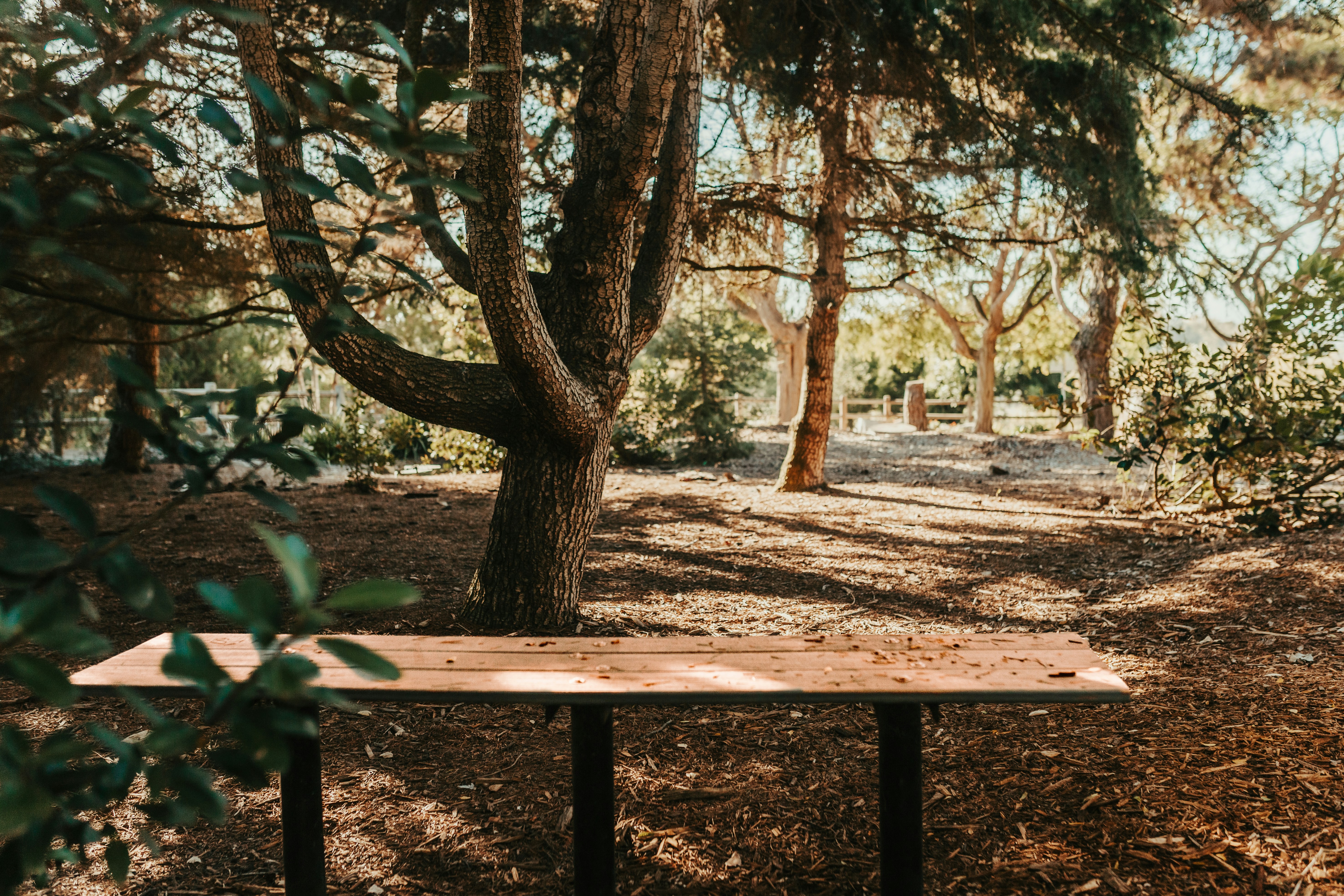 Morning Quiet: A Wooden Bench Framed by Sunlit Pines