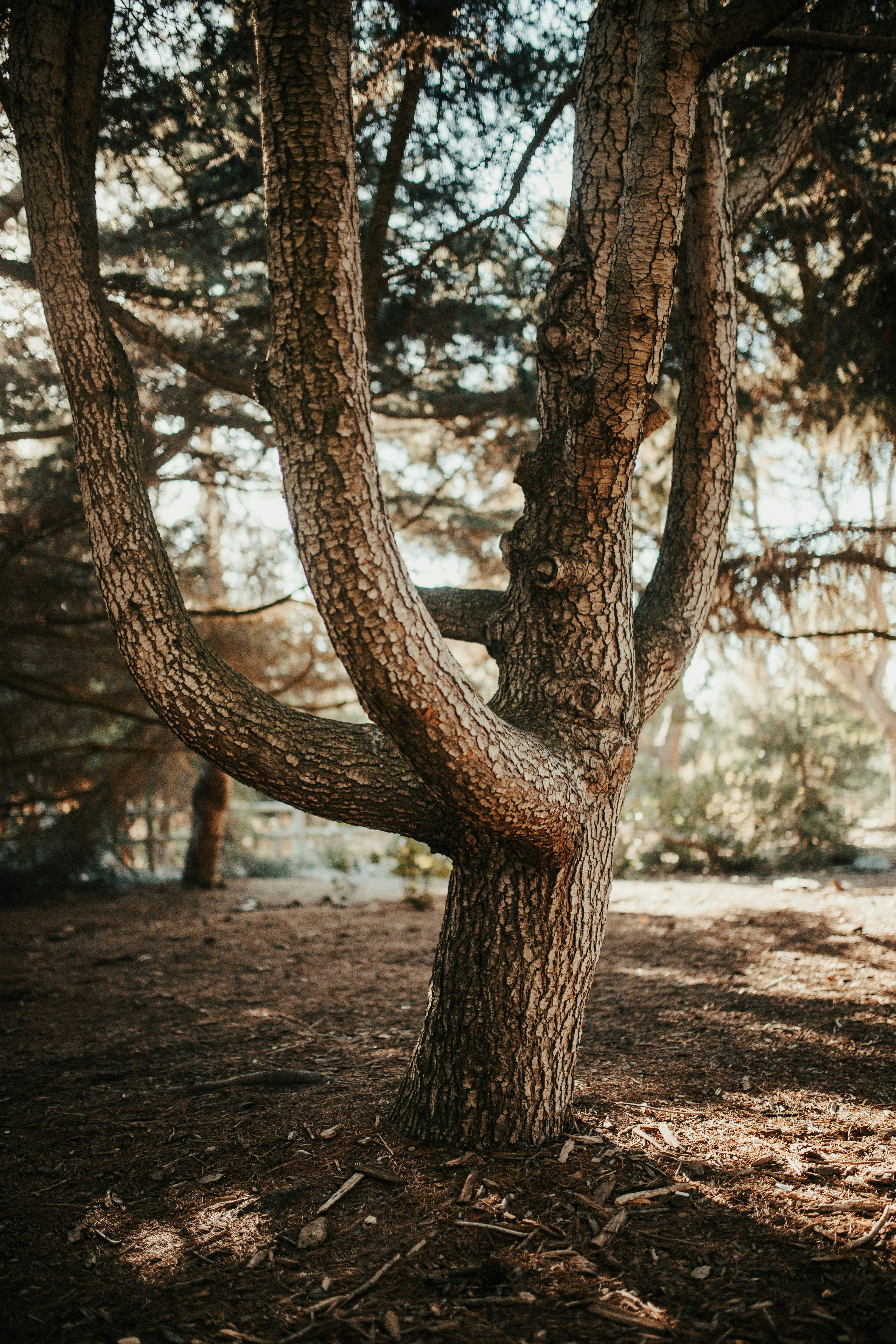 Rooted Convergence: A Quiet Forest Knot