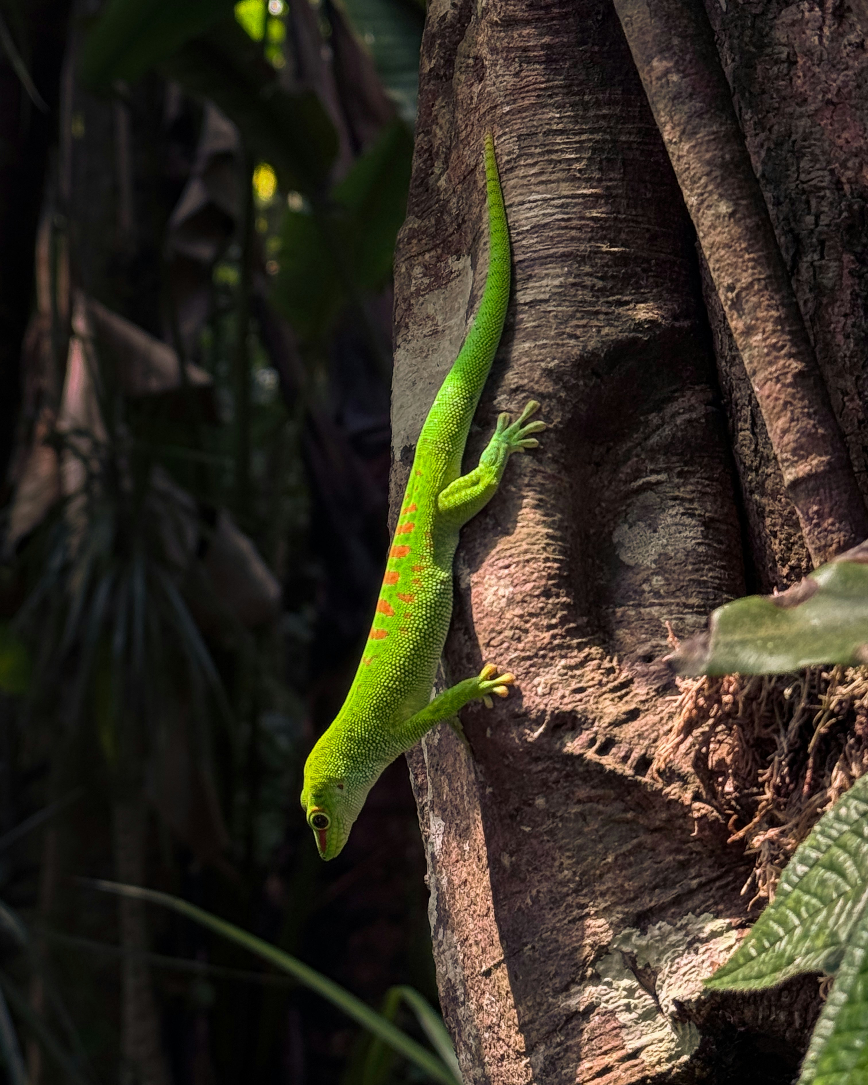 Emerald Climber: A Neon Gecko Grips the Forest’s Vein