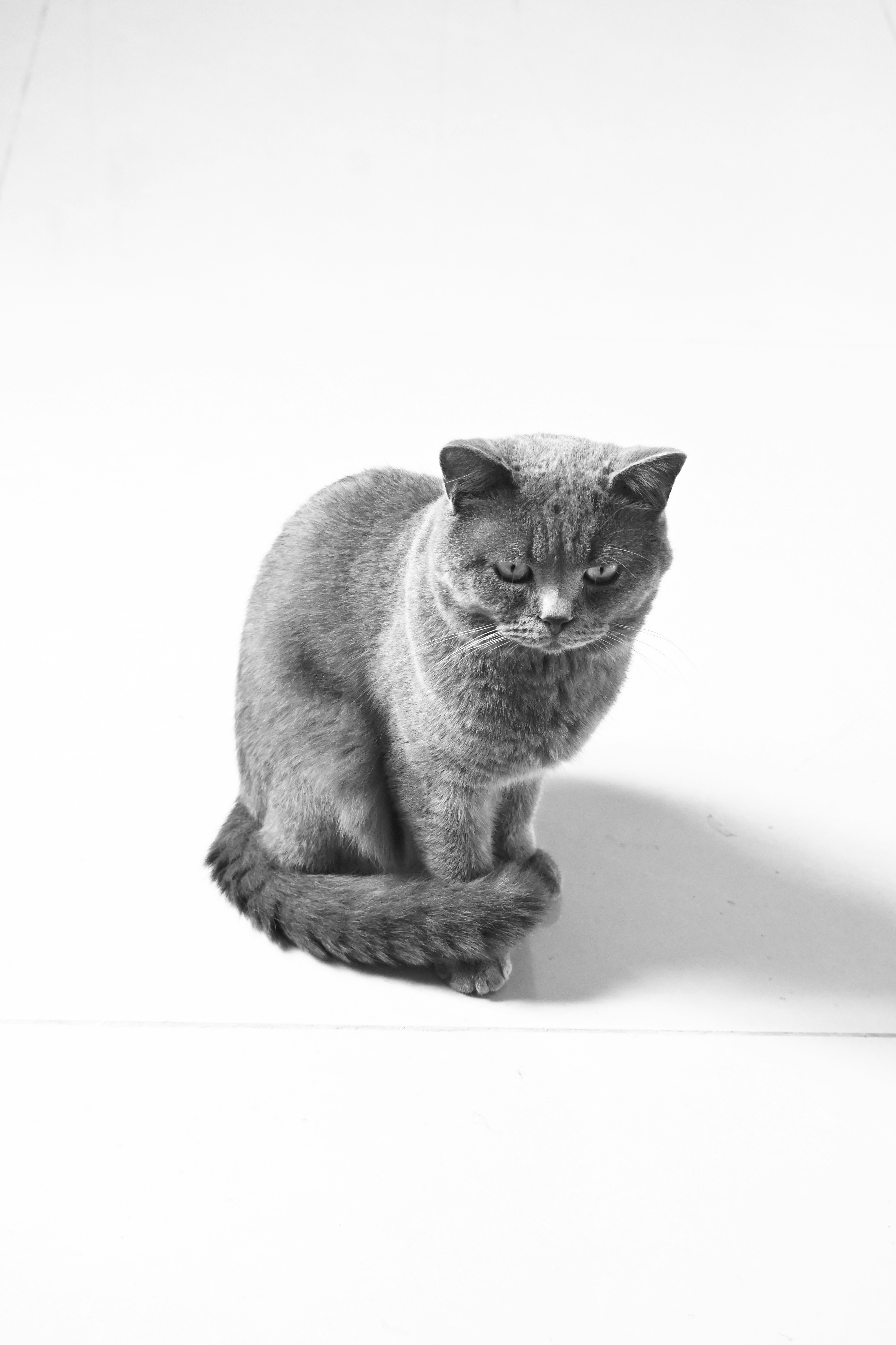Solitary Cat in Quiet Brightness