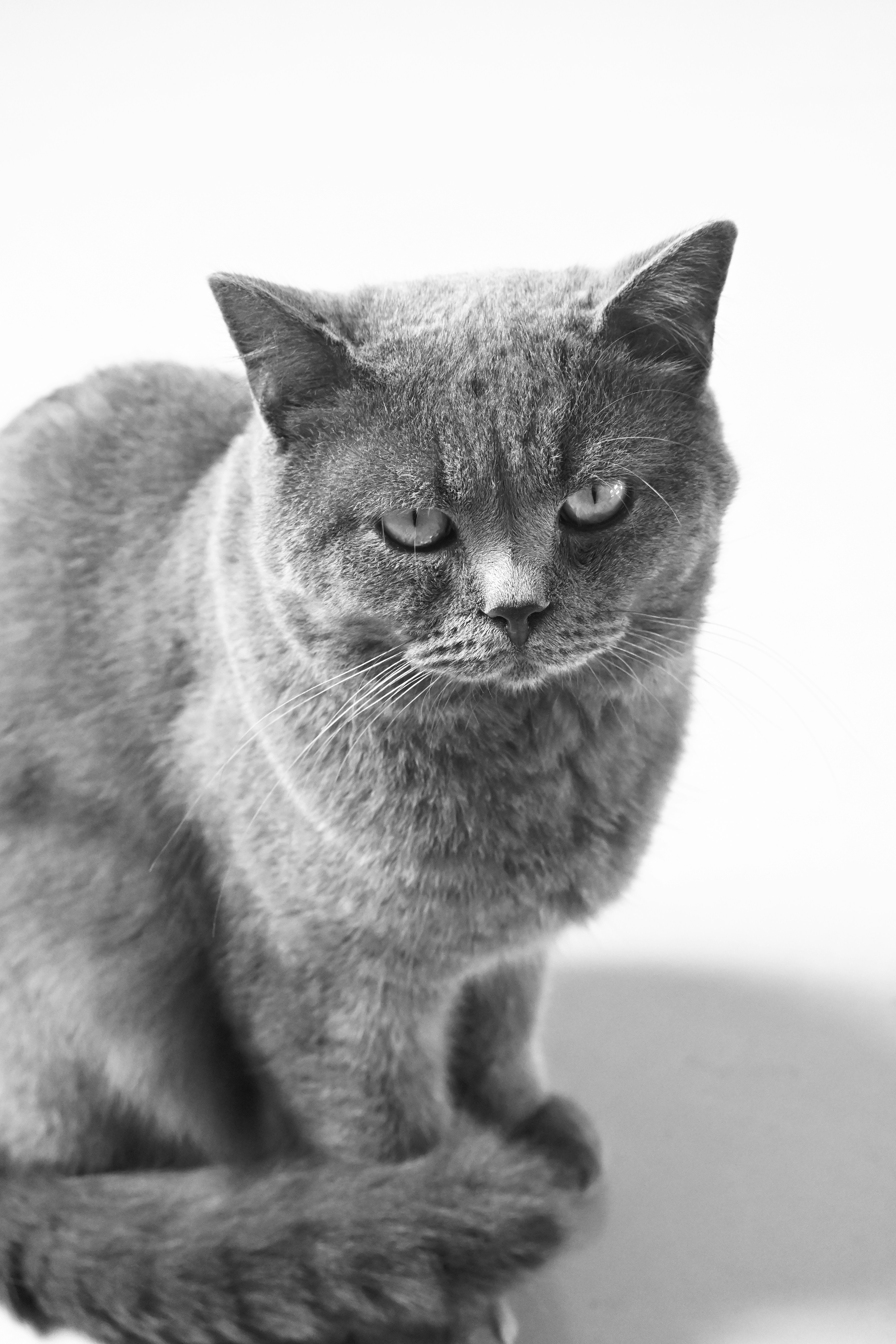 Quiet Gaze: A Cat in Soft Light