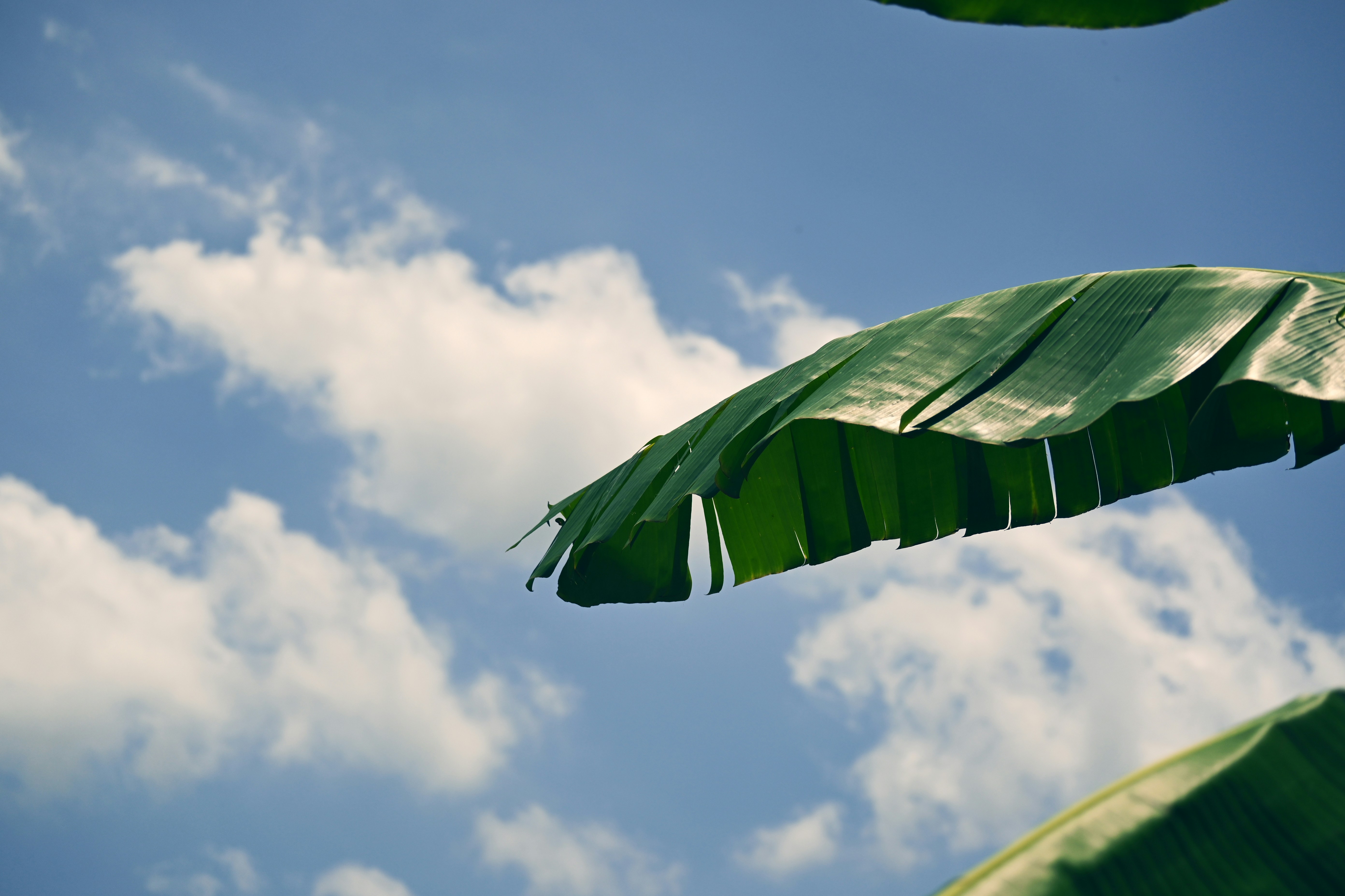 Bright banana leaf edges stretch across a blue sky with fluffy white clouds, capturing a tropical mood. The composition emphasizes leaf texture and generous negative space.