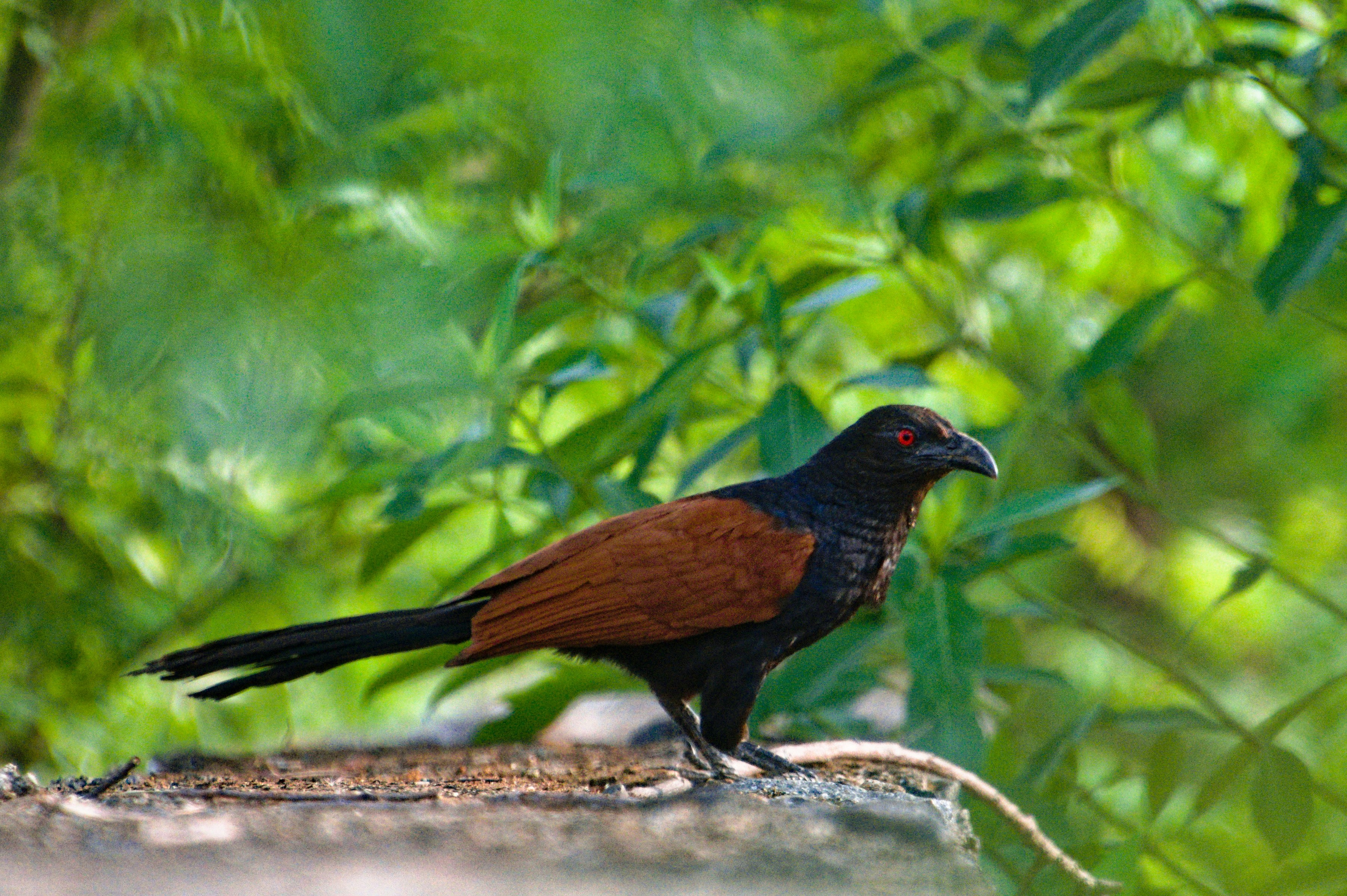 Red-shouldered Crow on a Branch: Vivid Berry-Leaf Backdrop