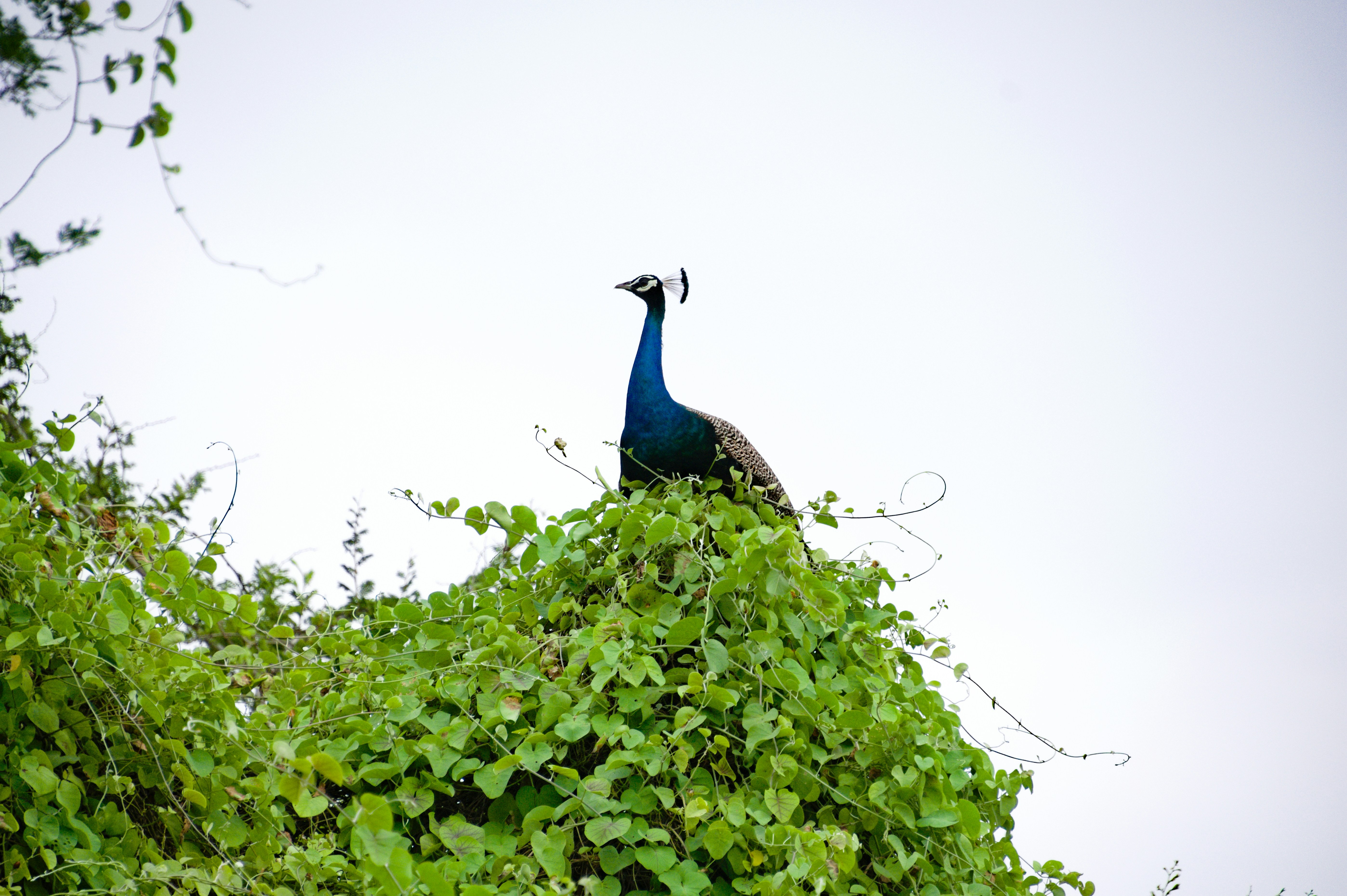 Peacock Perched Above a Veil of Greenery