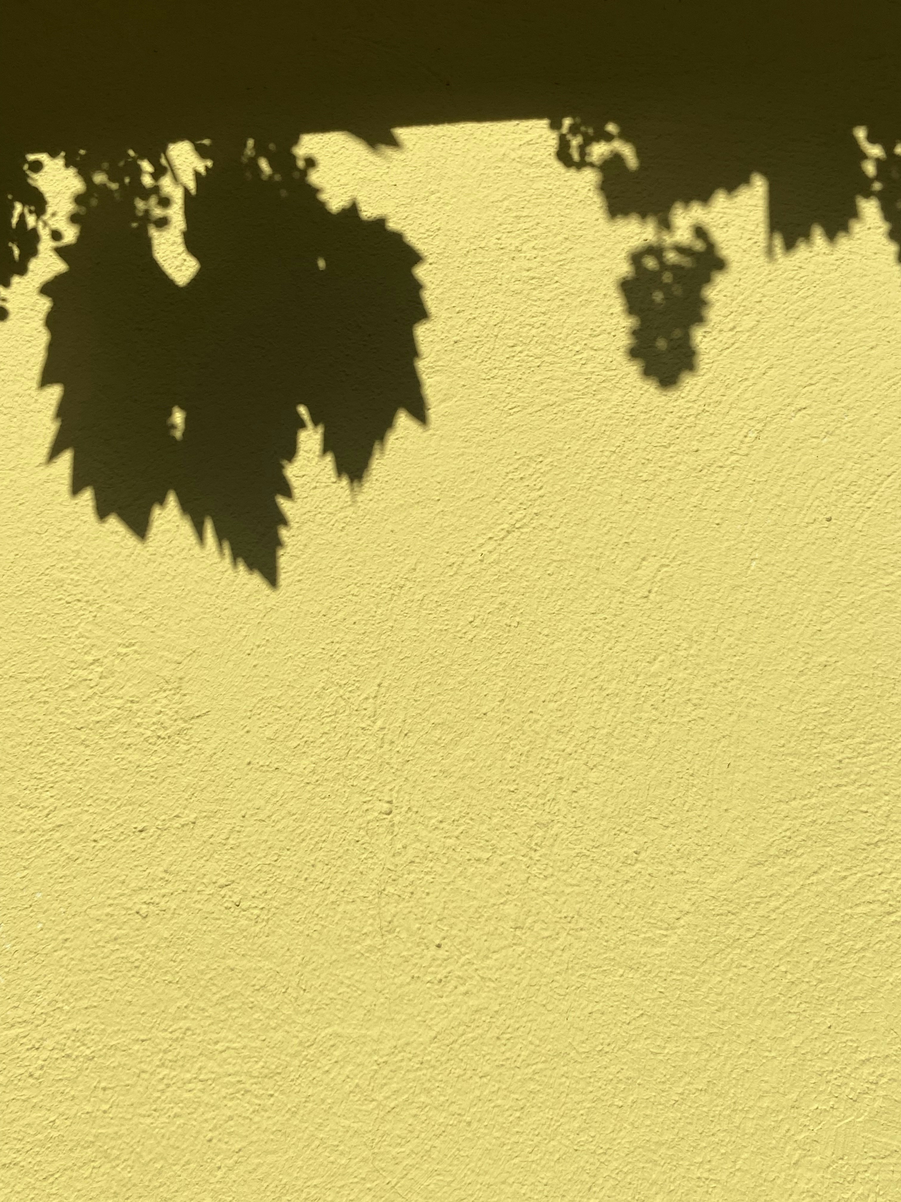 Backlit Shadow Leaves on Sunlit Yellow Wall