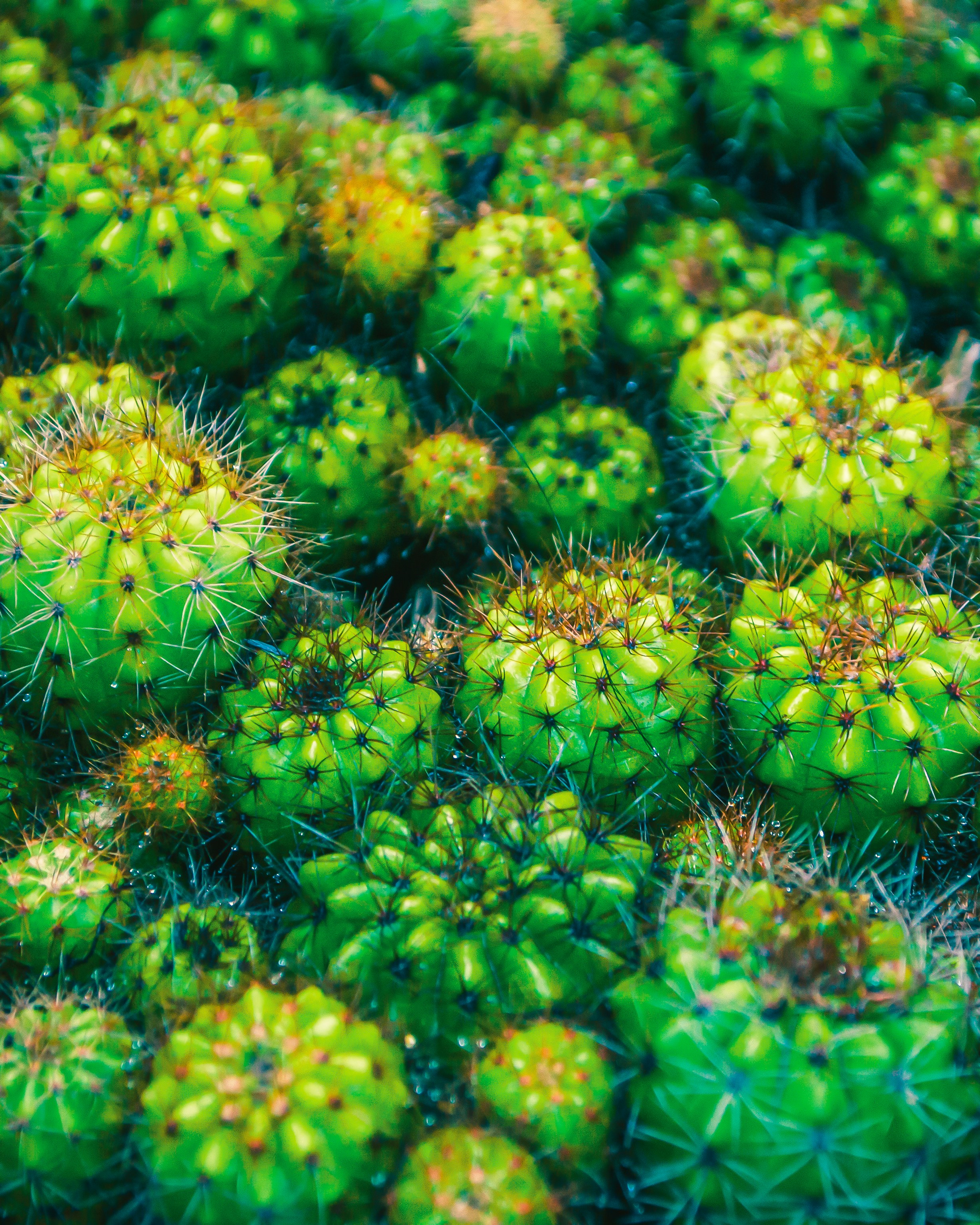 Emerald Cactus Meadow: Close-Knit Spines in Sunlit Flora