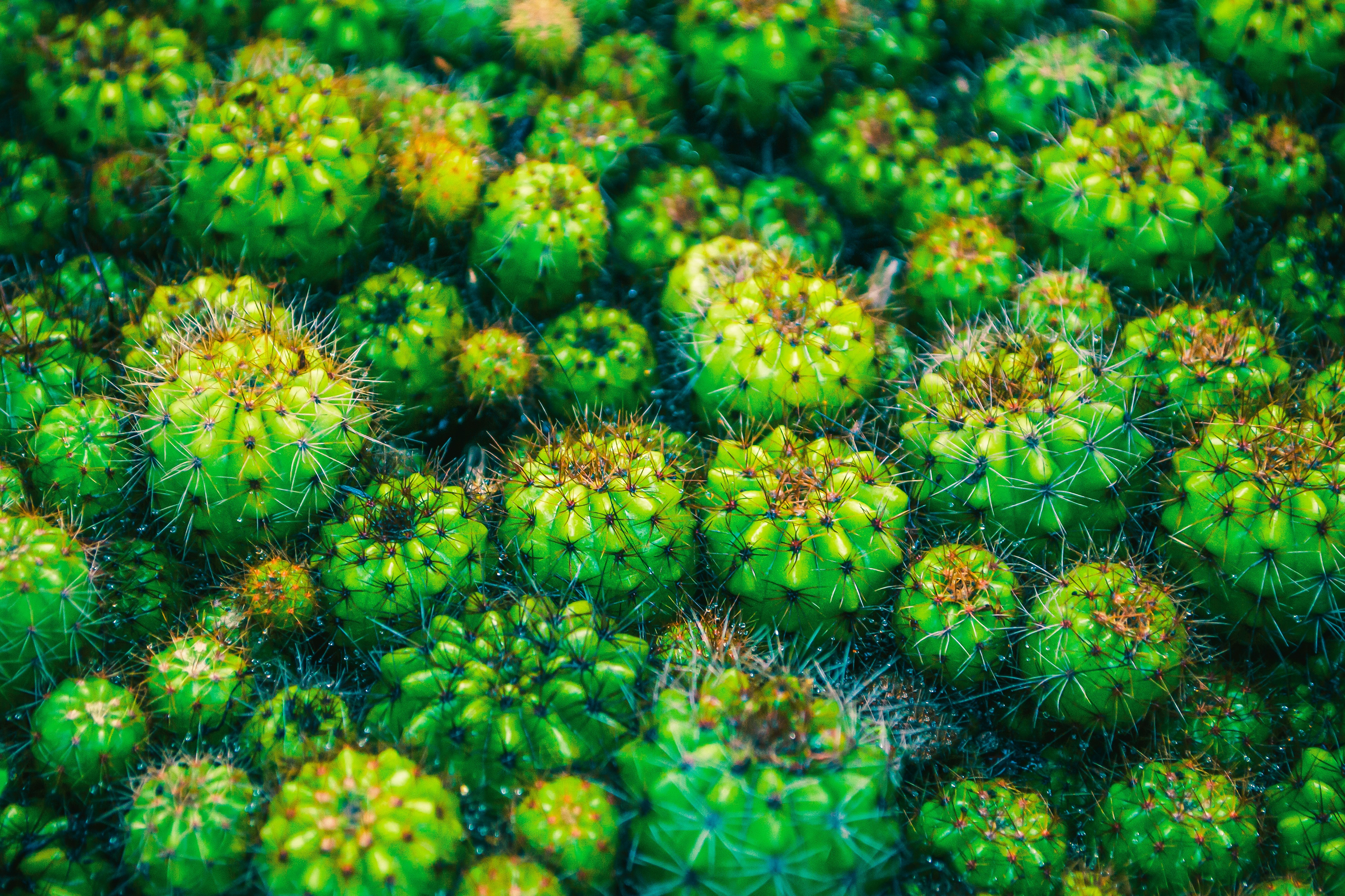 Green Globe Canopy: A Sea of Spiky Cacti