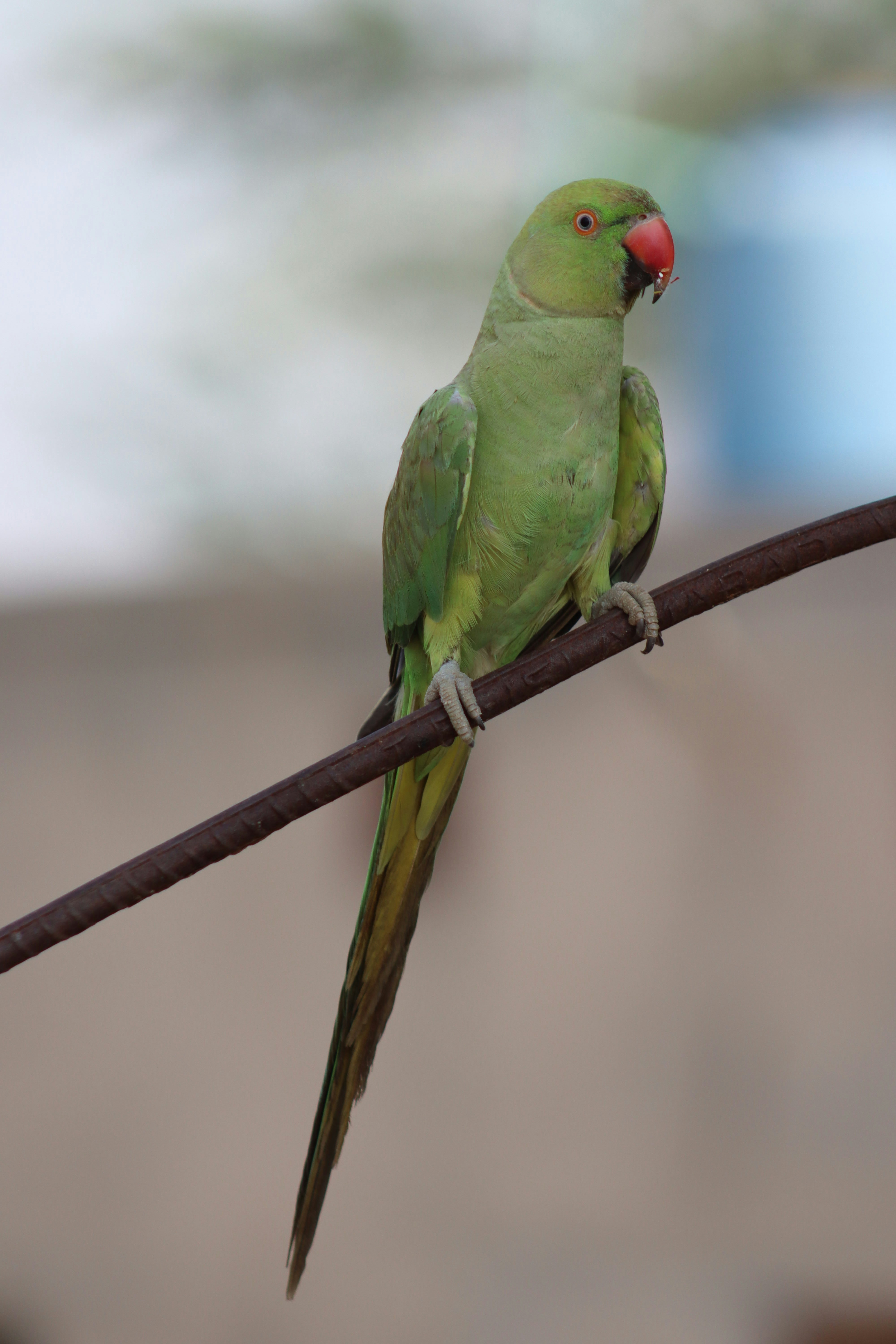 Emerald Watcher on a Wire: A Green Parrot with a Crimson Beak