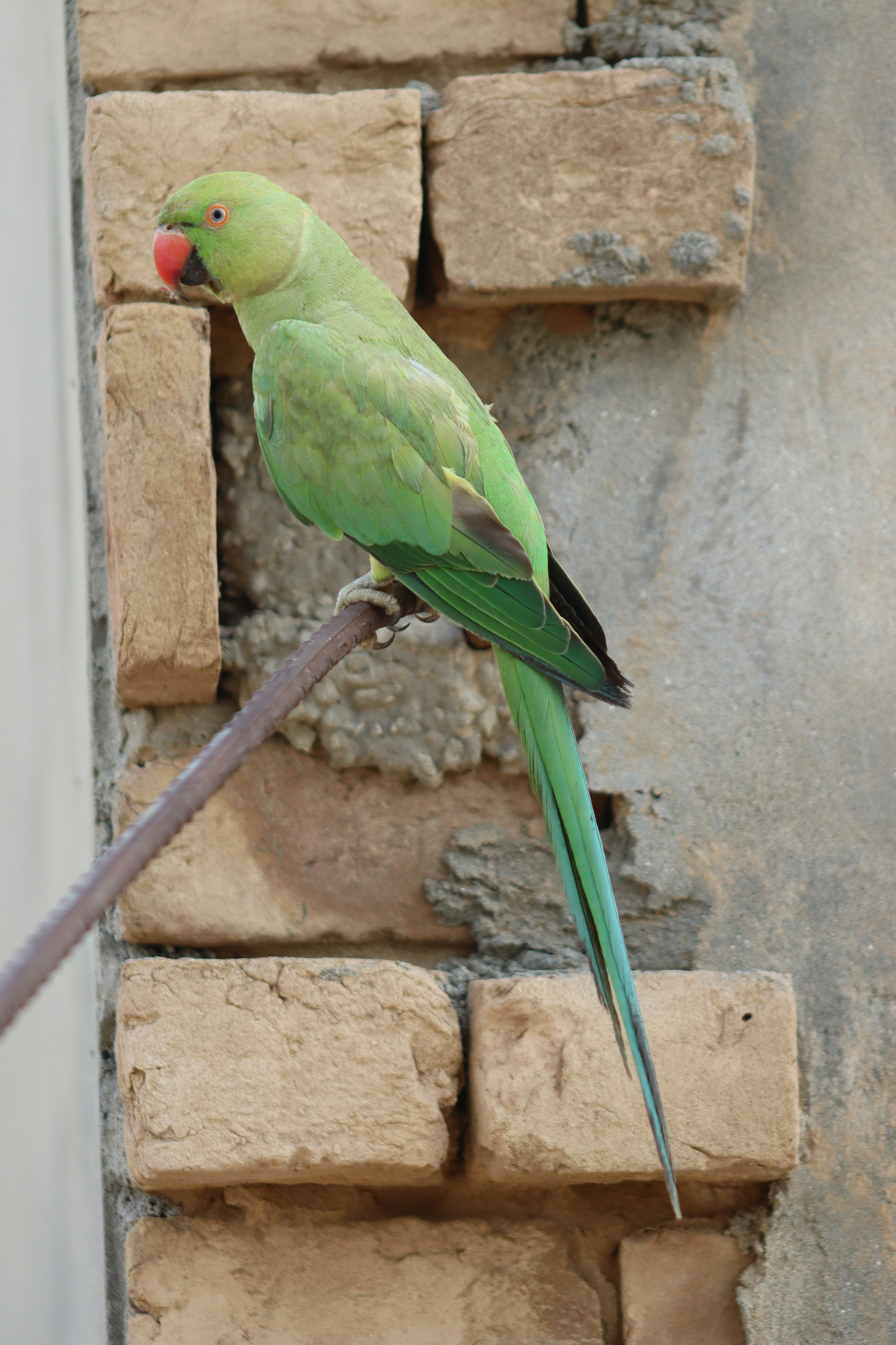 Emerald Parrot Perched Against Brick and Cement