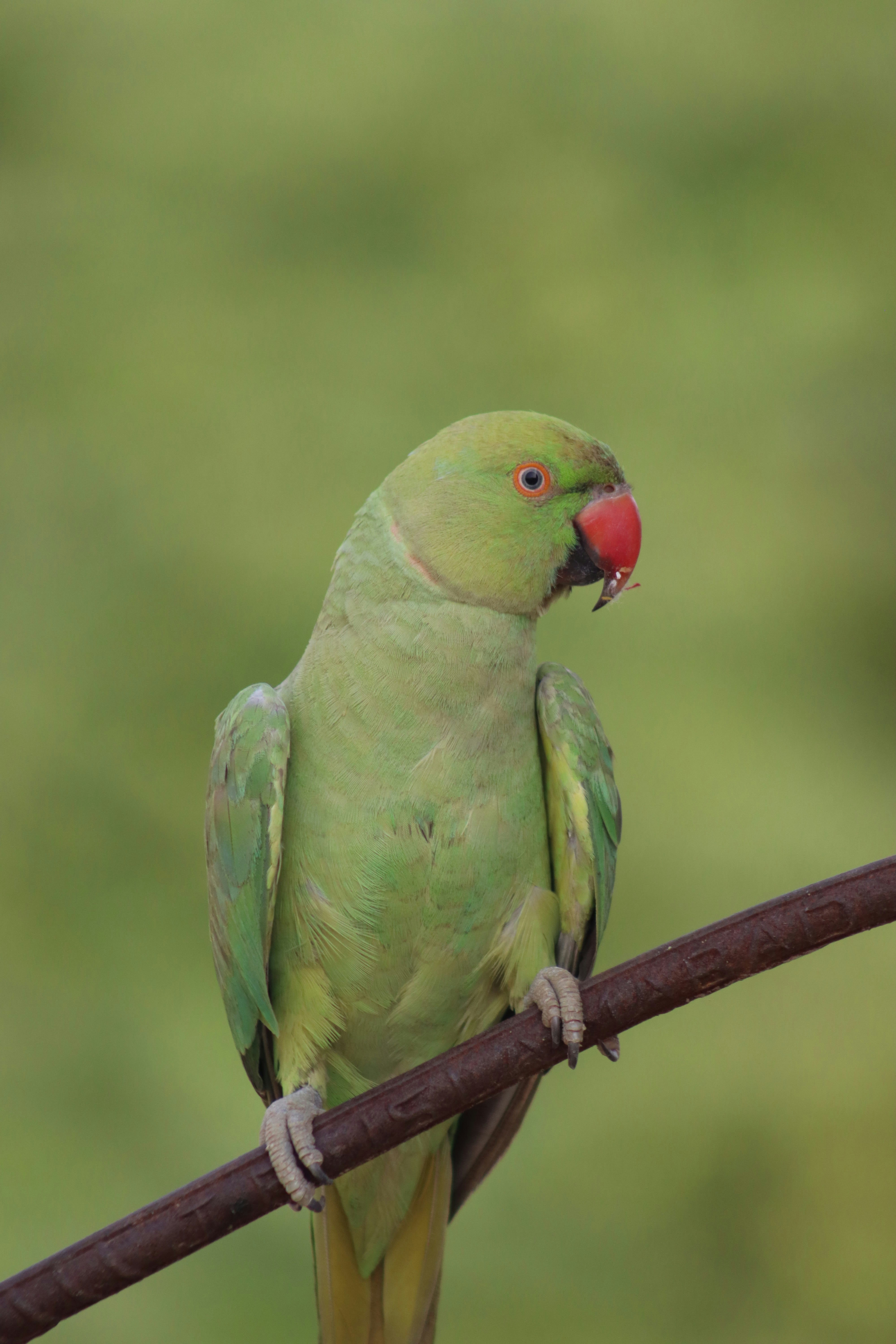 Emerald Parrot Perched on a Quiet Branch