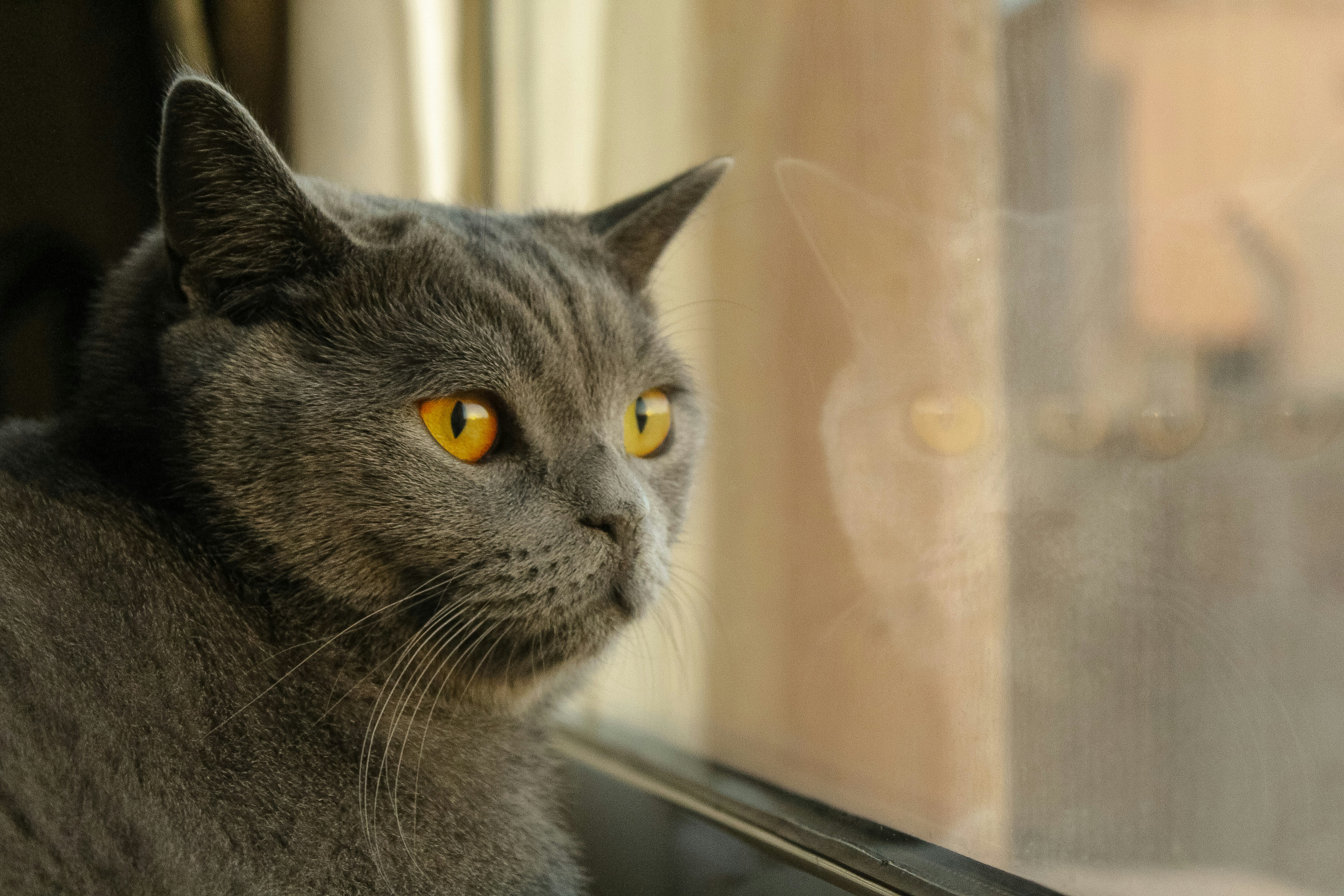 Golden Gaze by the Window