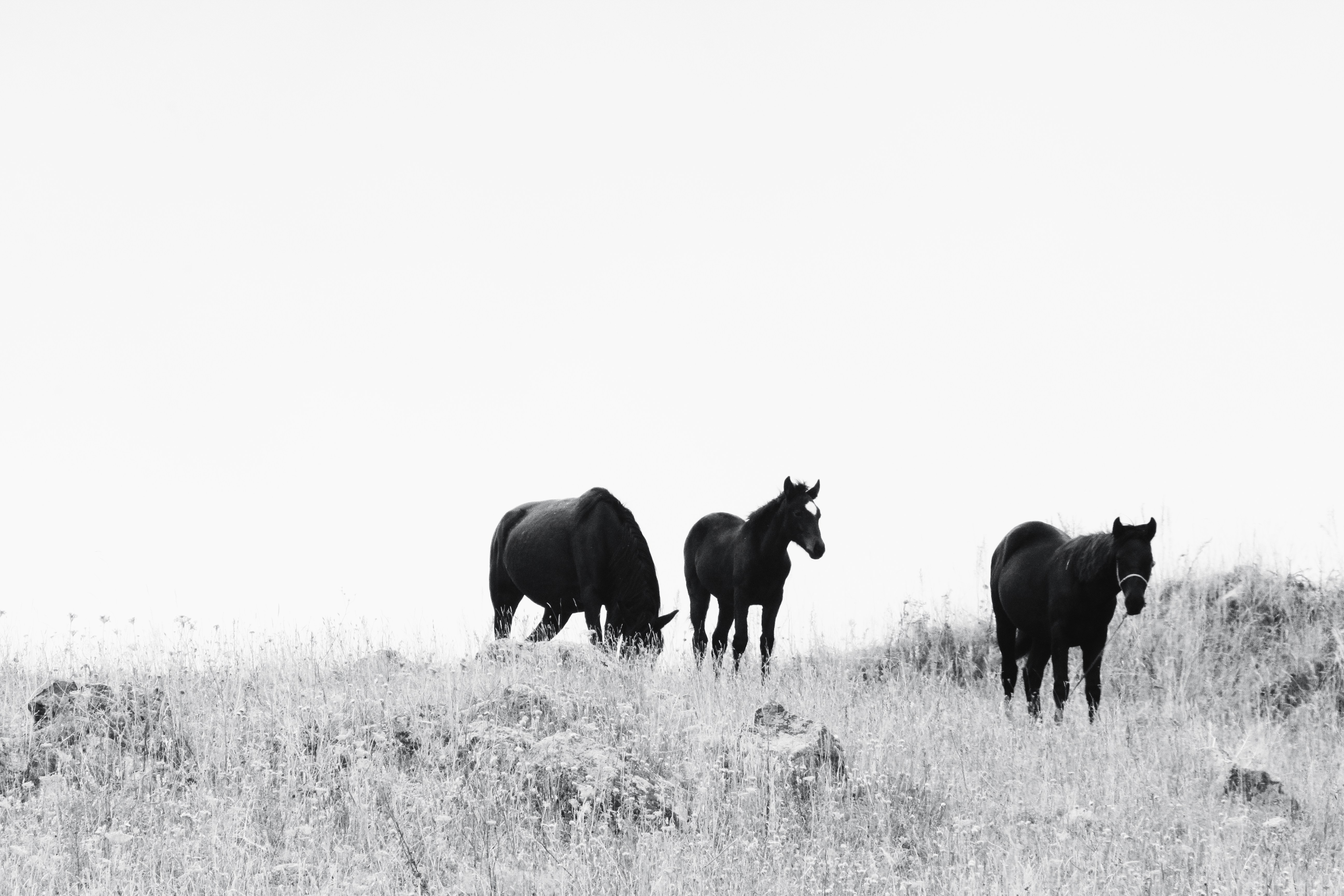 Black-and-white scene of three horses grazing on a gentle rise, distant horizon, minimal foreground detail; silhouettes emphasize shape and space.