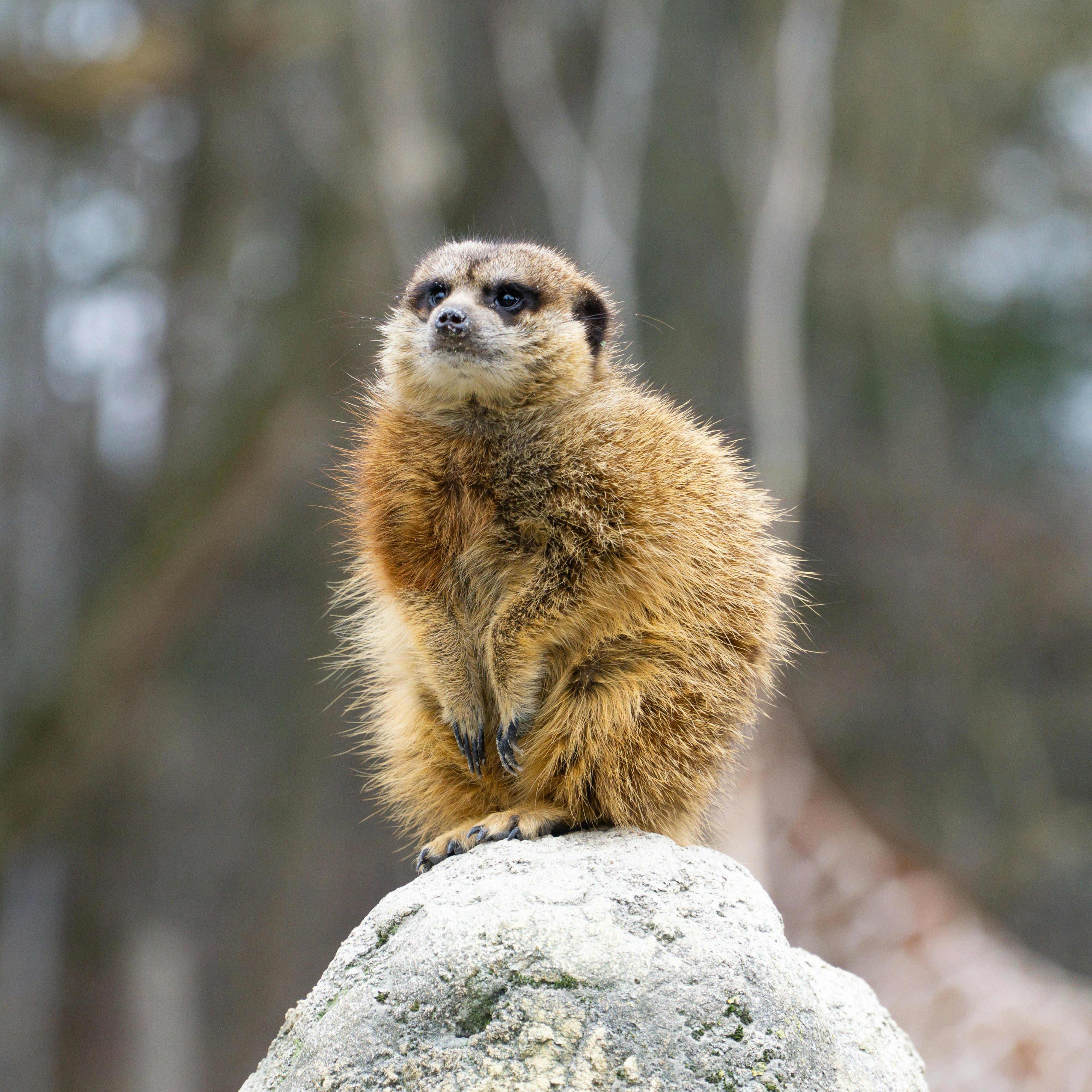 Cheeky Sentinel: A meerkat perched on granite