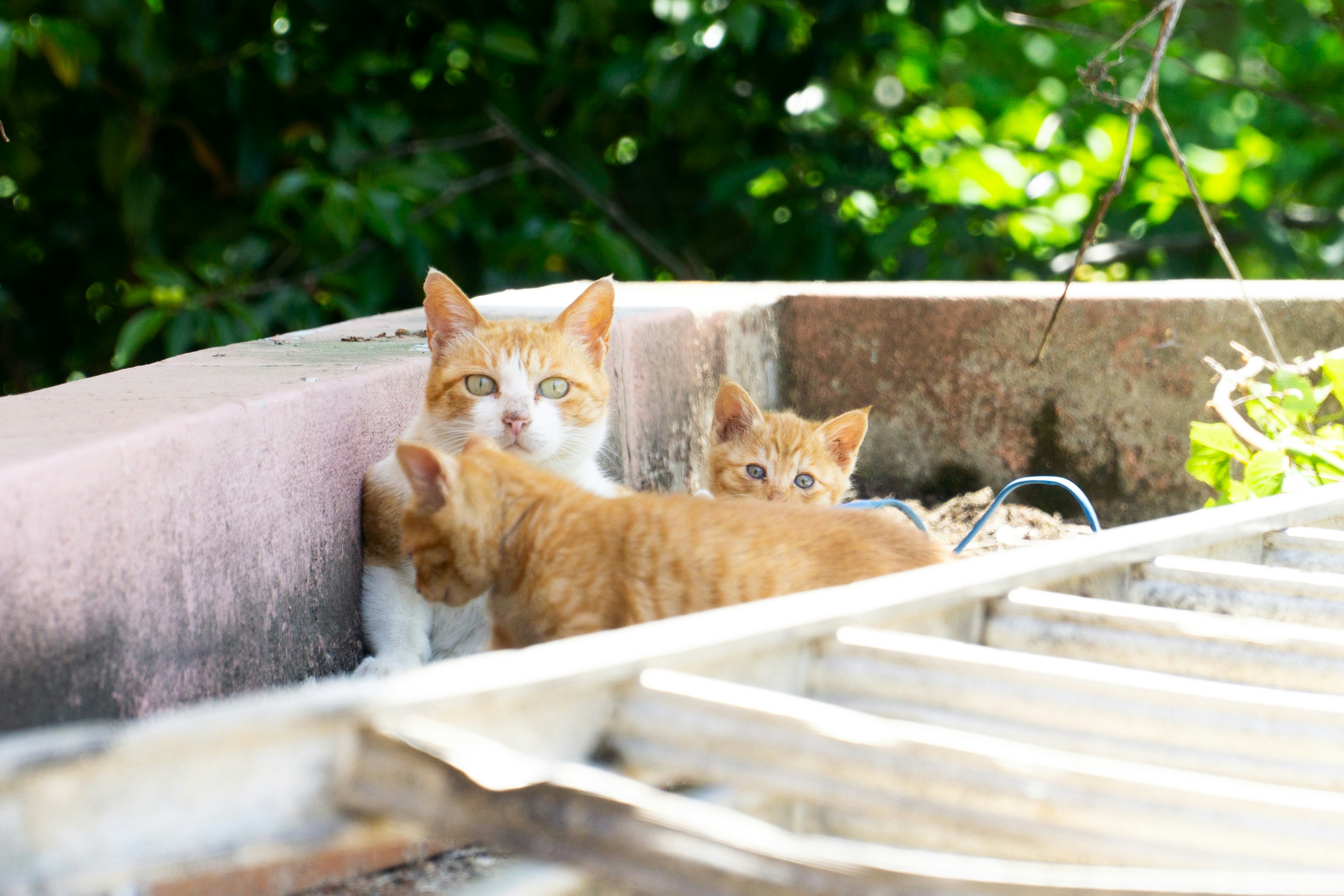 Sunlit Companions: Two Orange Cats Peek Over a Rustic Edge