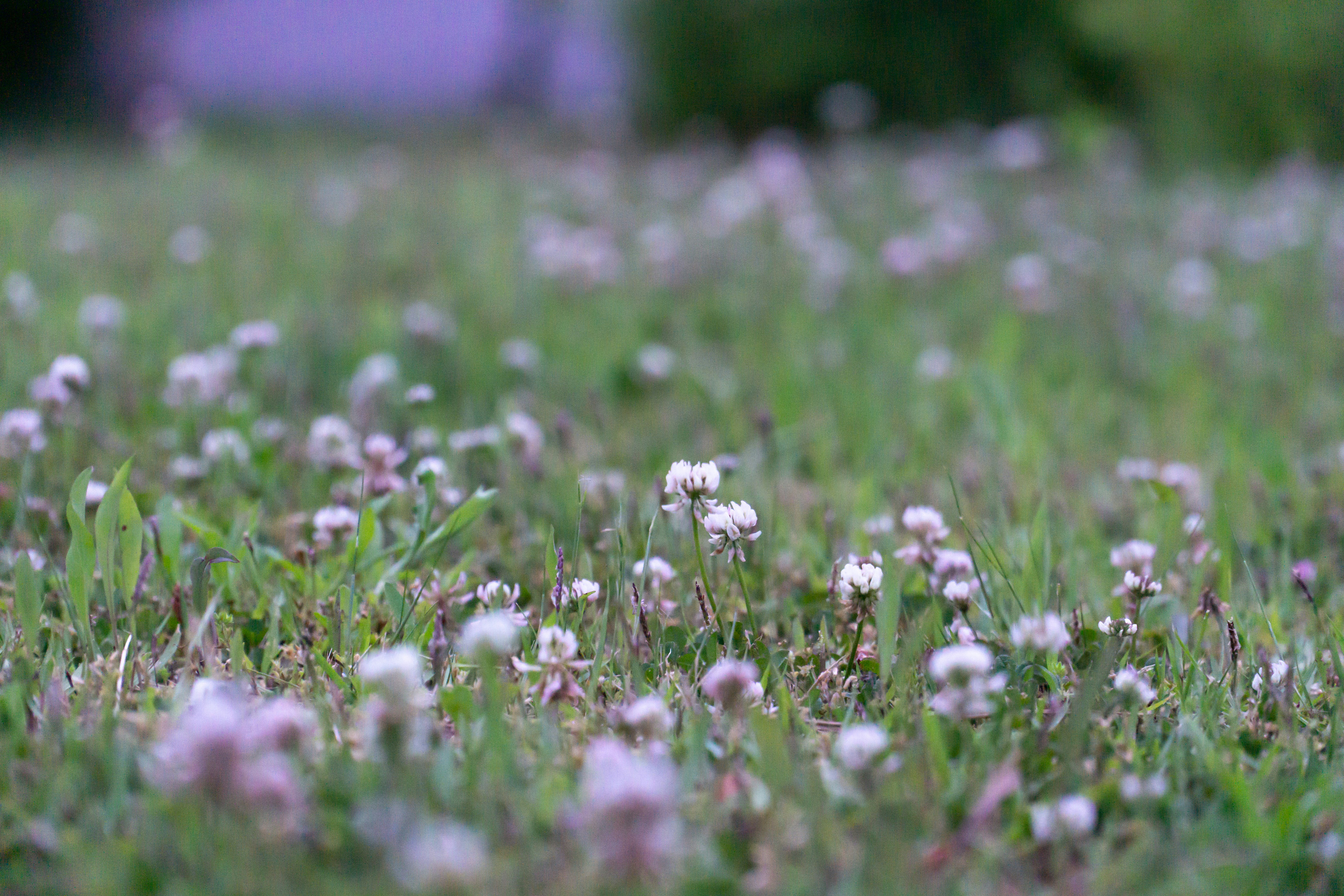 Field of soft lavender blooms under a gentle summer haze