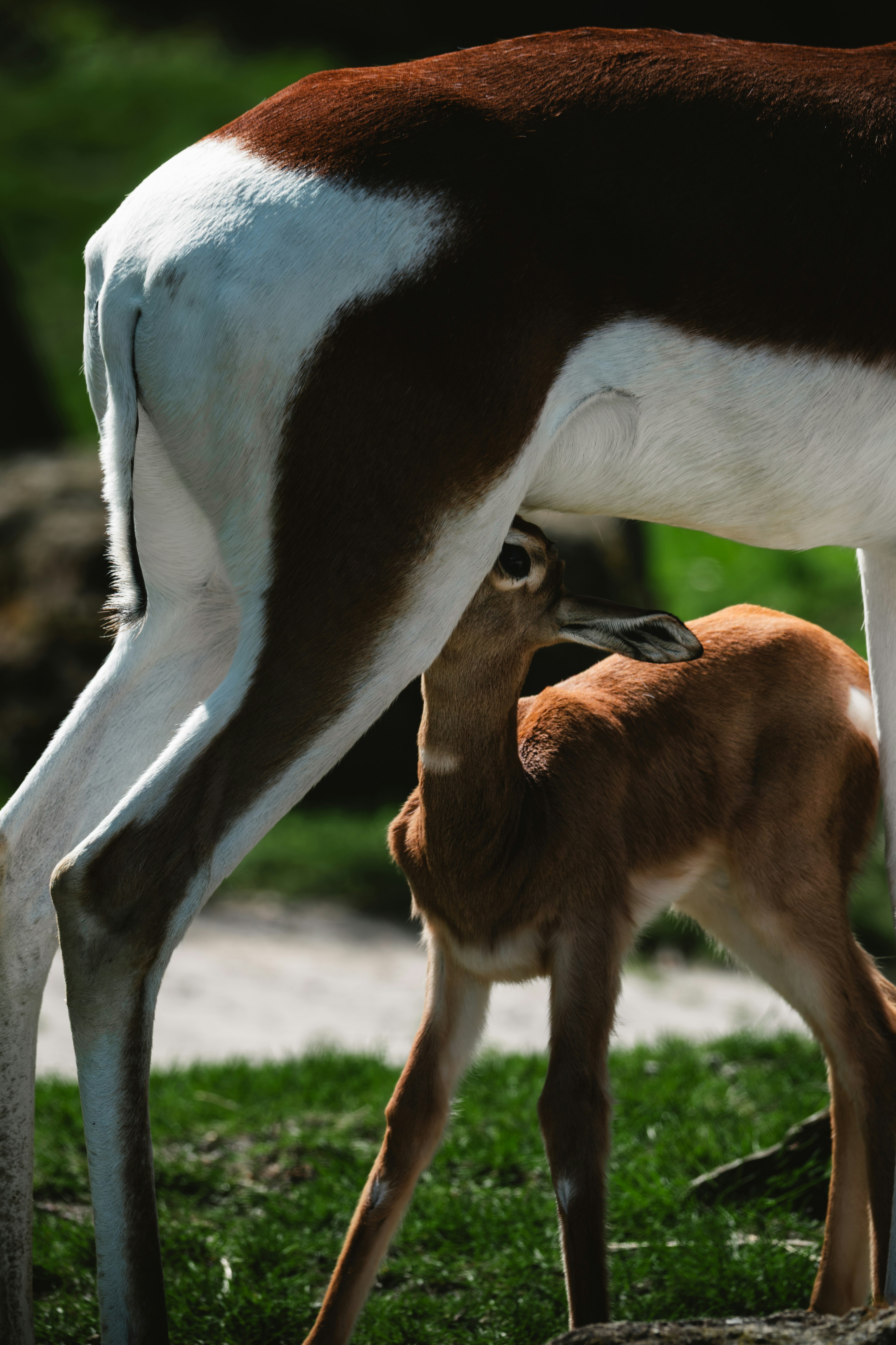 Nuzzling Moments Between Antelope and Calf in Dappled Sunlight