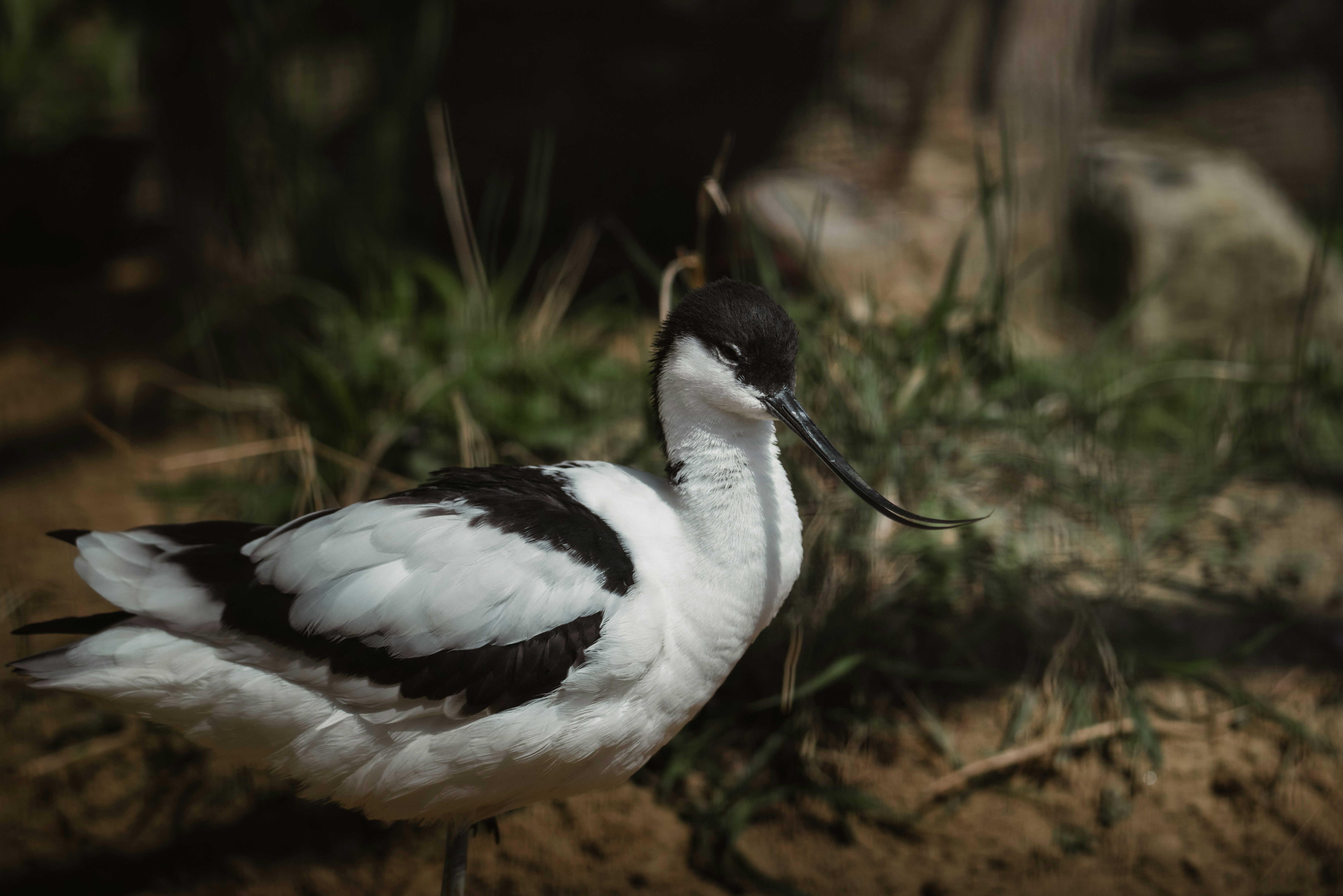Black-and-white Avocet in Low Grass, Beak Curved Above the Ground