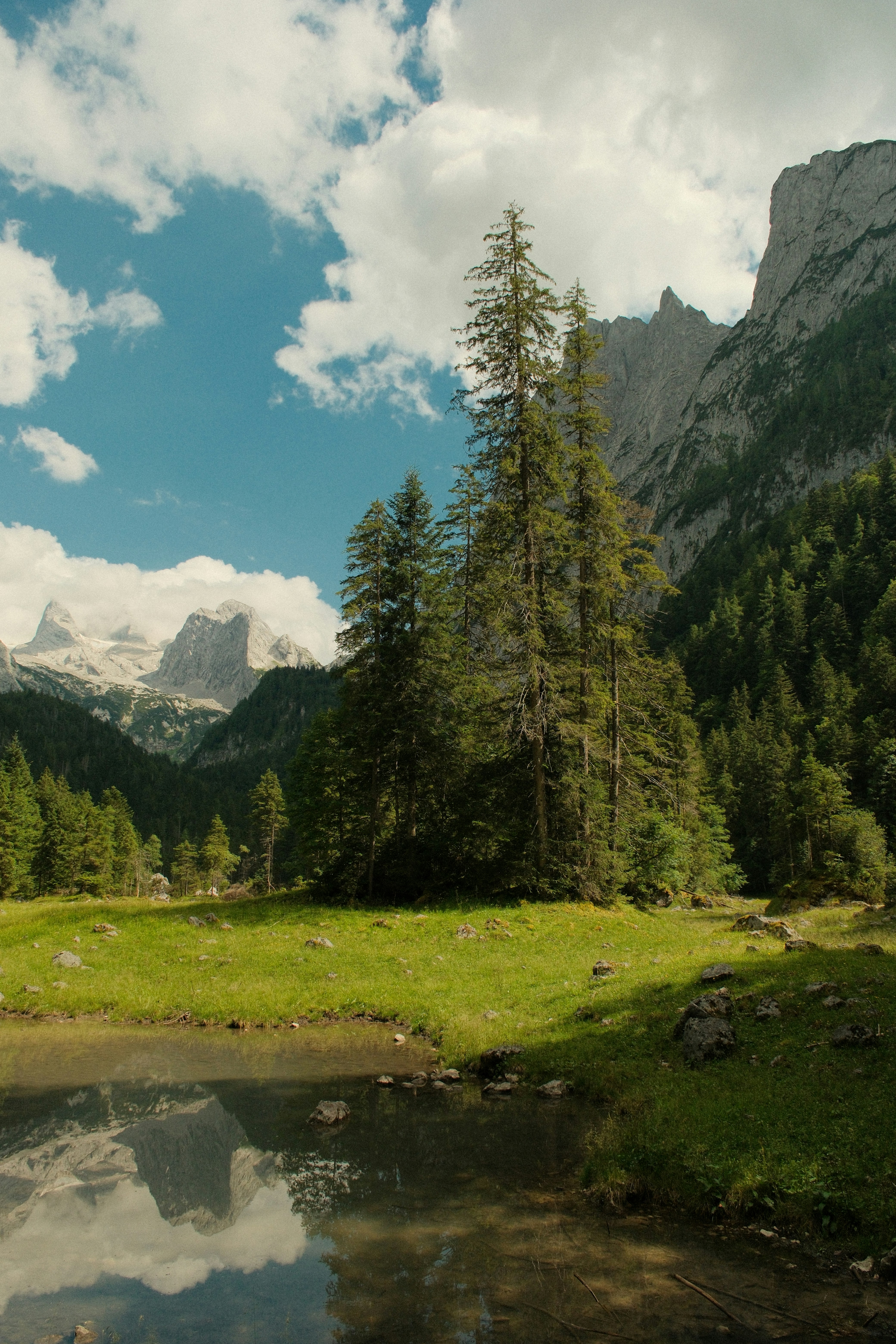 Sunlit Sentinel: A Pair of Tall Pines Guard a Mountain Meadow
