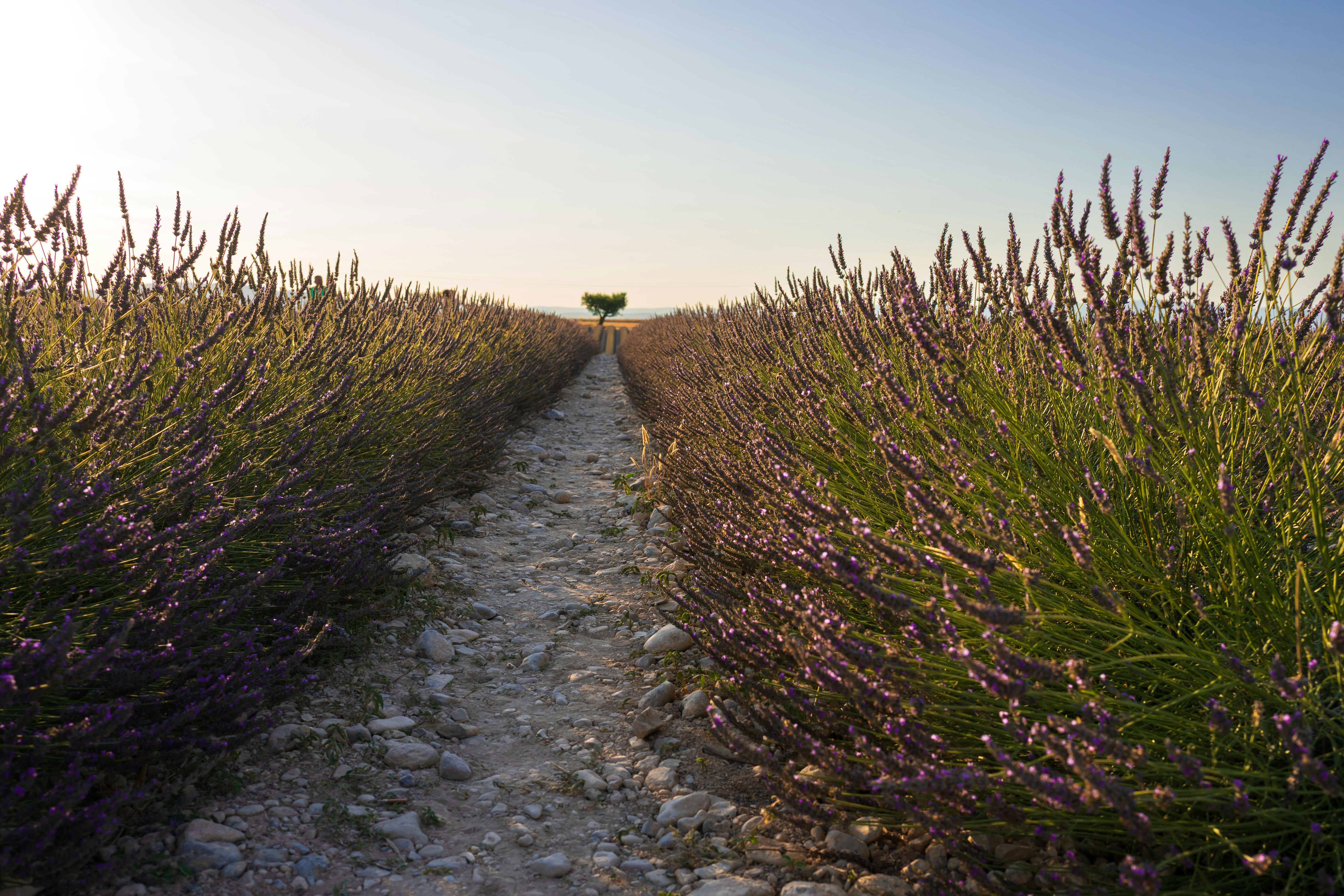 Path Through Lavender Lines at Sunset