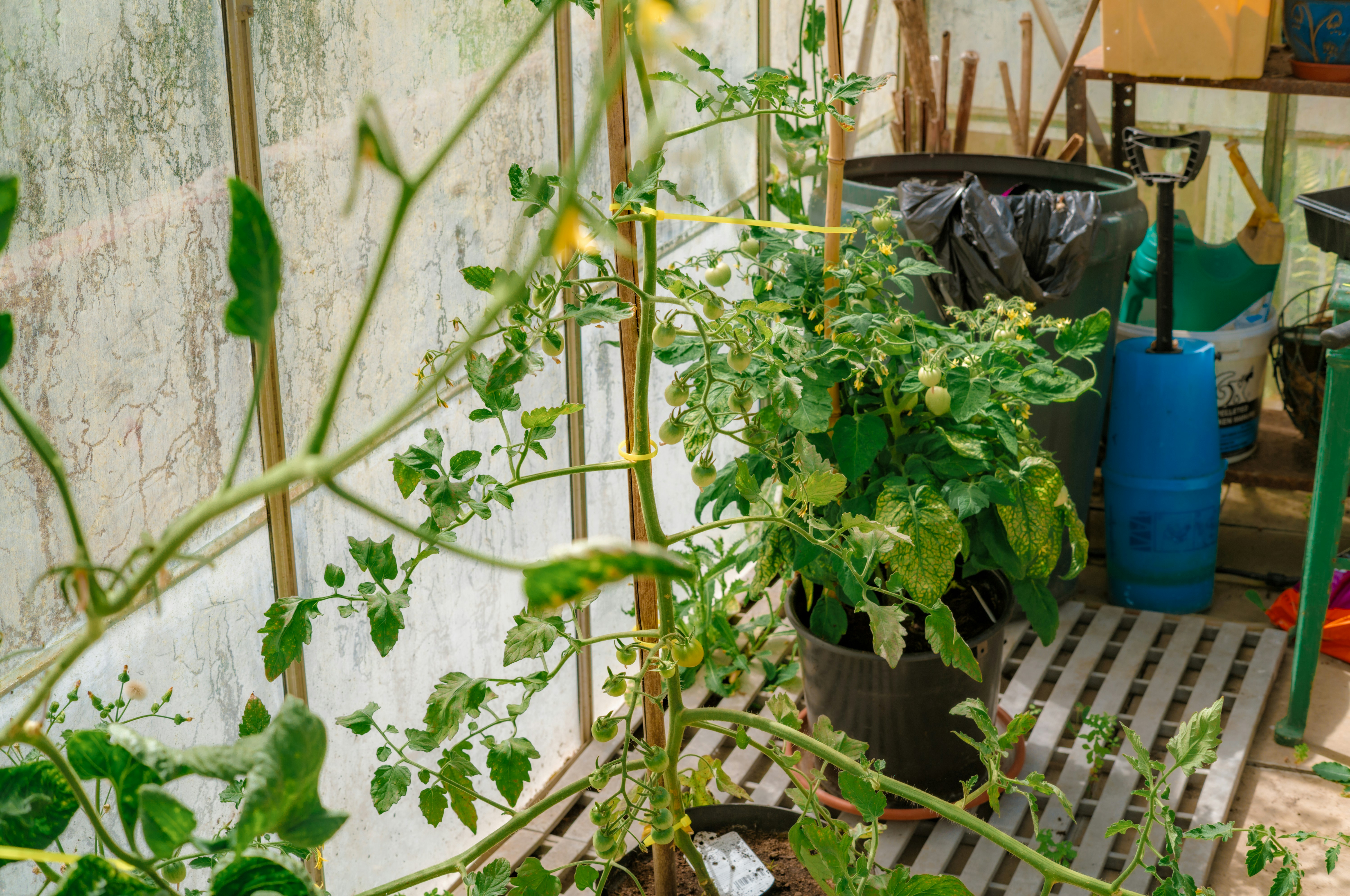 Lush tomato vines and pots fill a greenhouse, with natural light filtering through translucent walls and a cluttered workstation in the background.