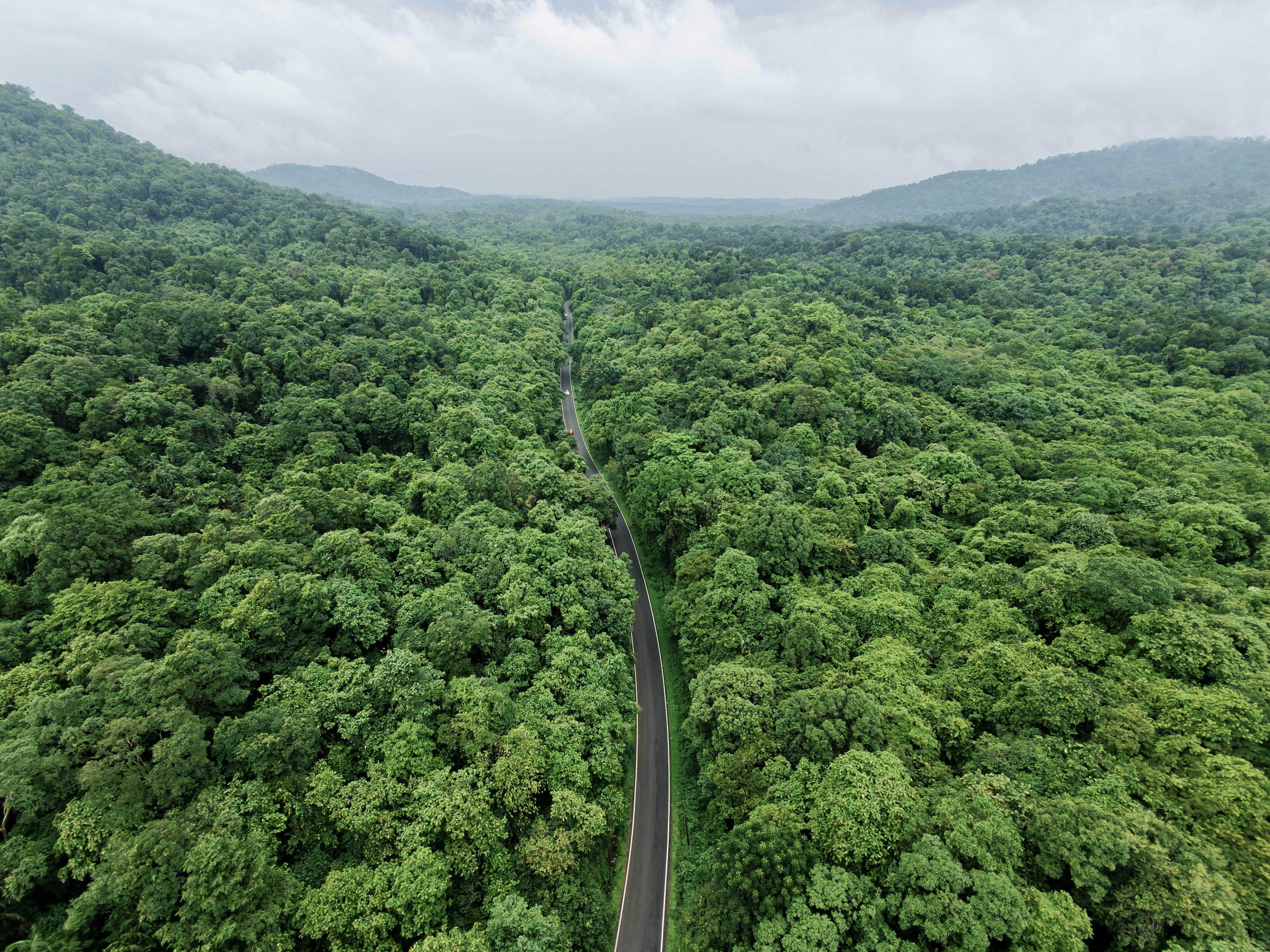 River-Blue Ribbon: A Forest Road Winding Through Emerald Canopy