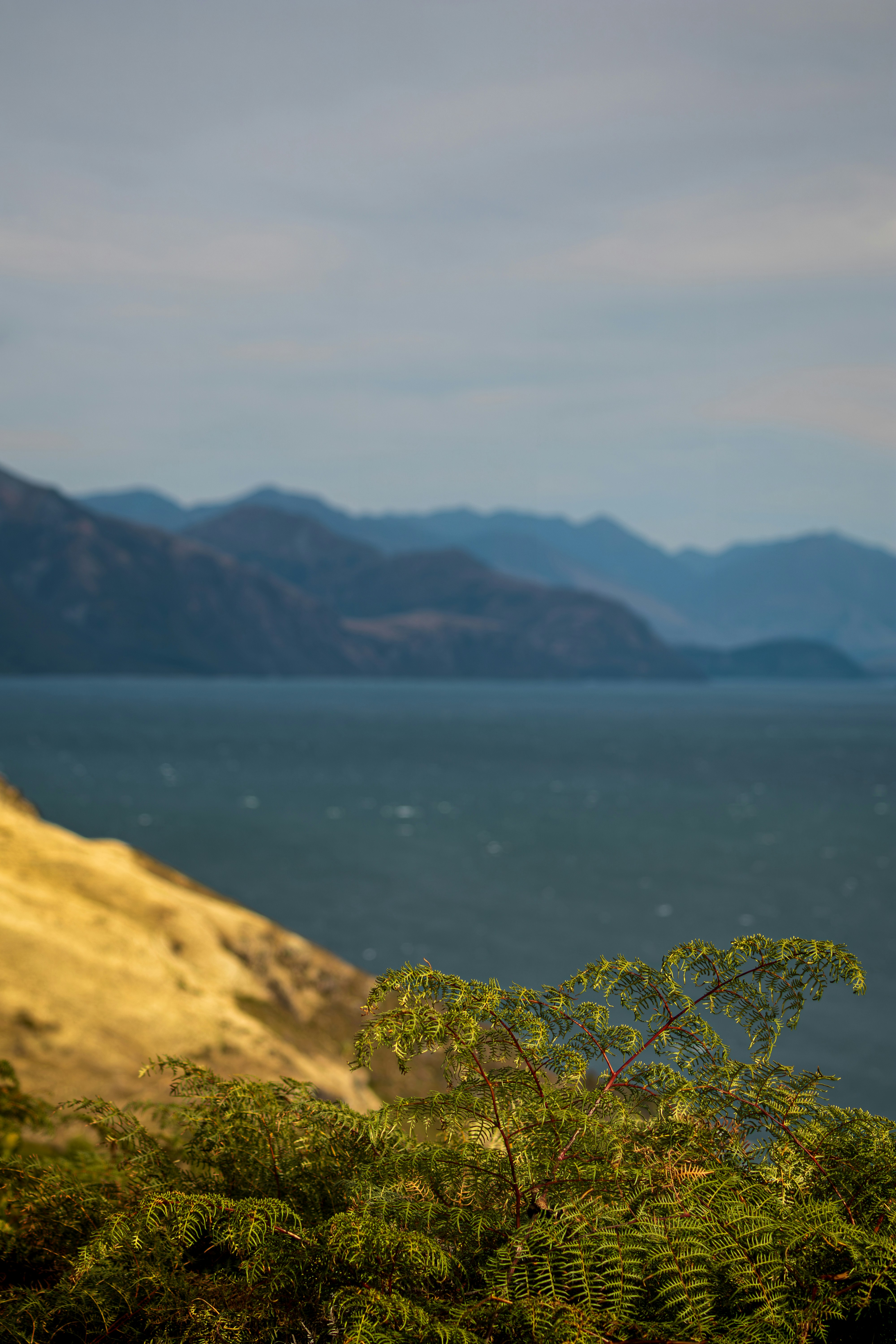 Fern Fronds at the Shoreline: Layers of Sea and Summit