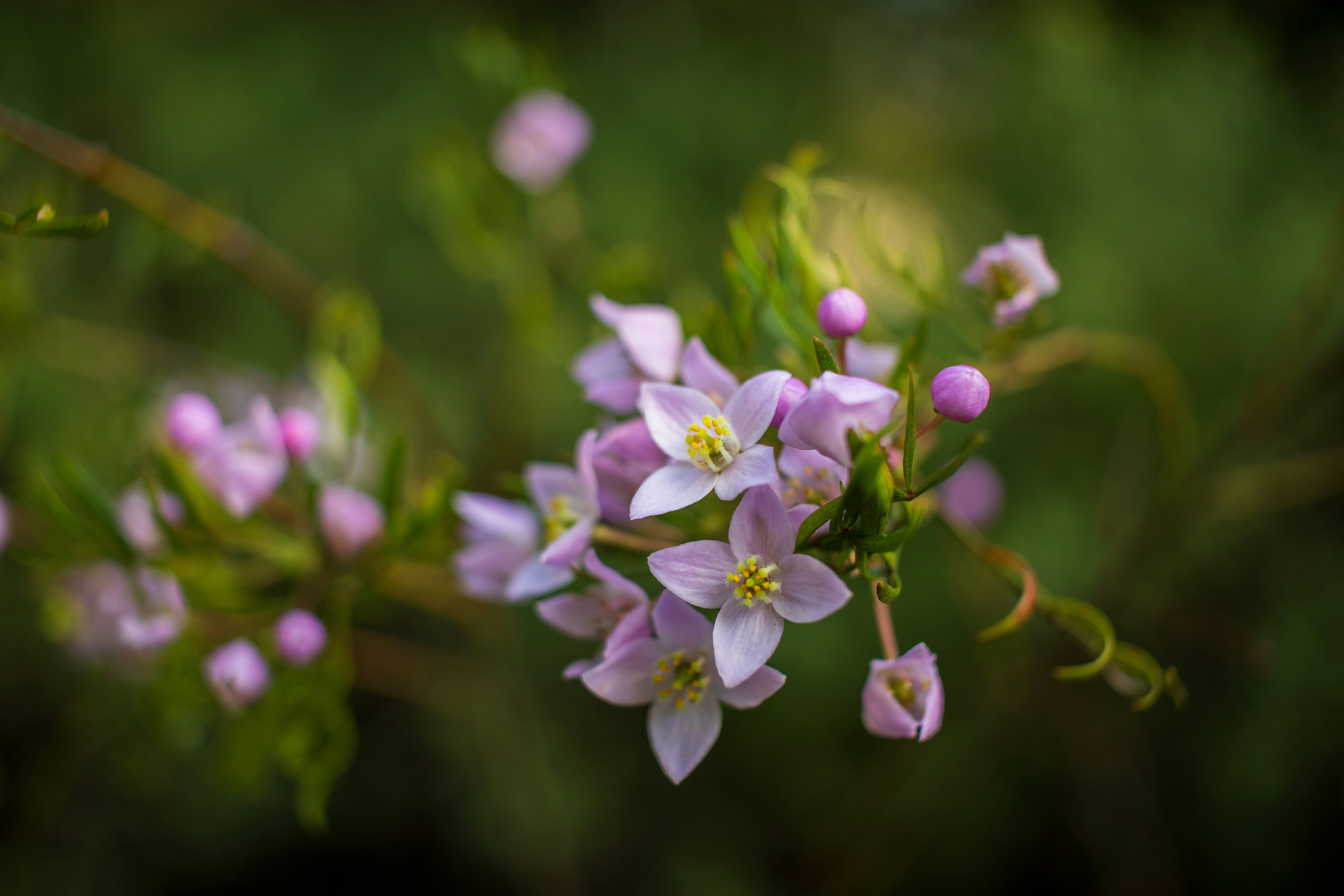 Delicate pink flowers bloom on a vine with green foliage.