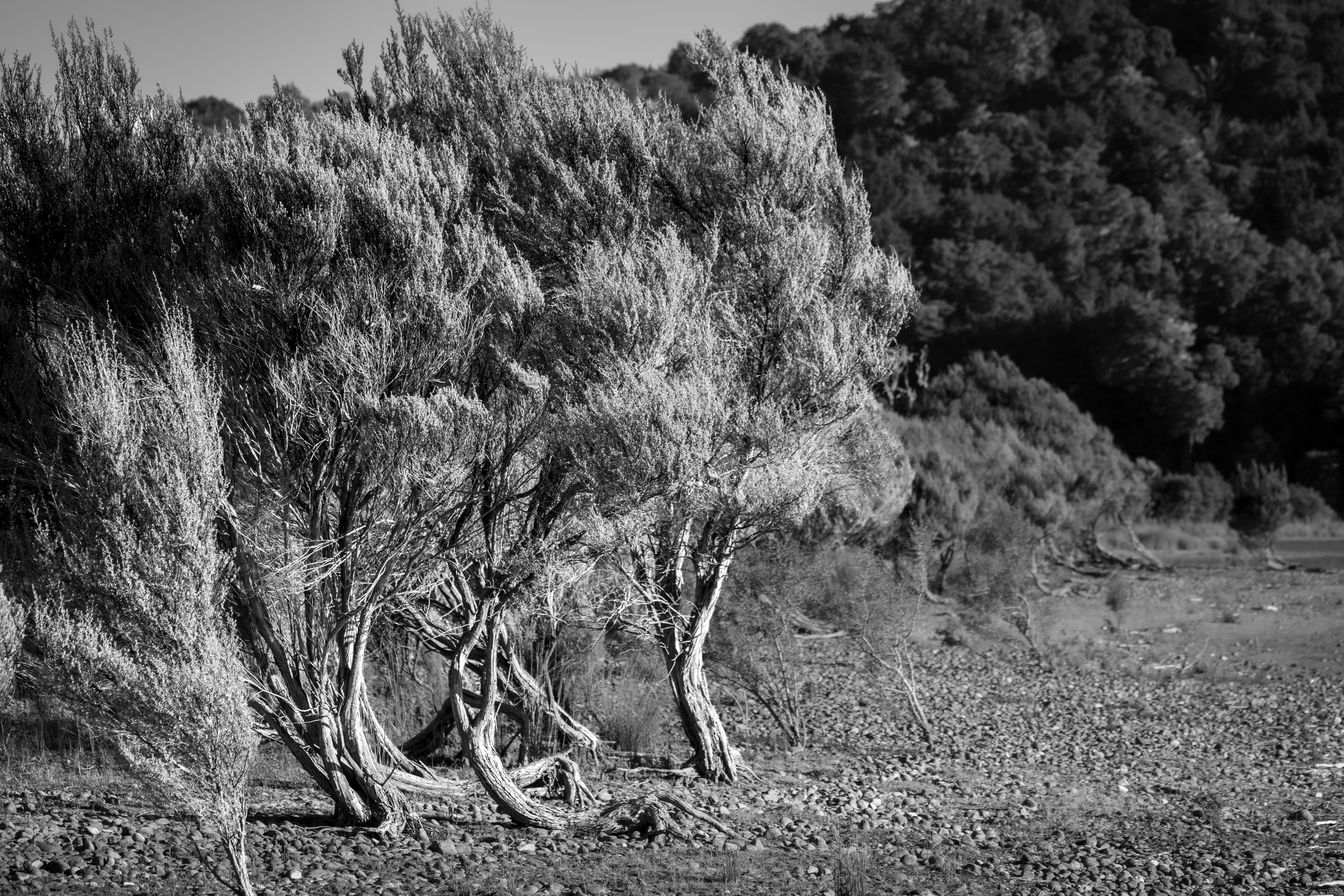 Windward Willows on a Pebble Shore