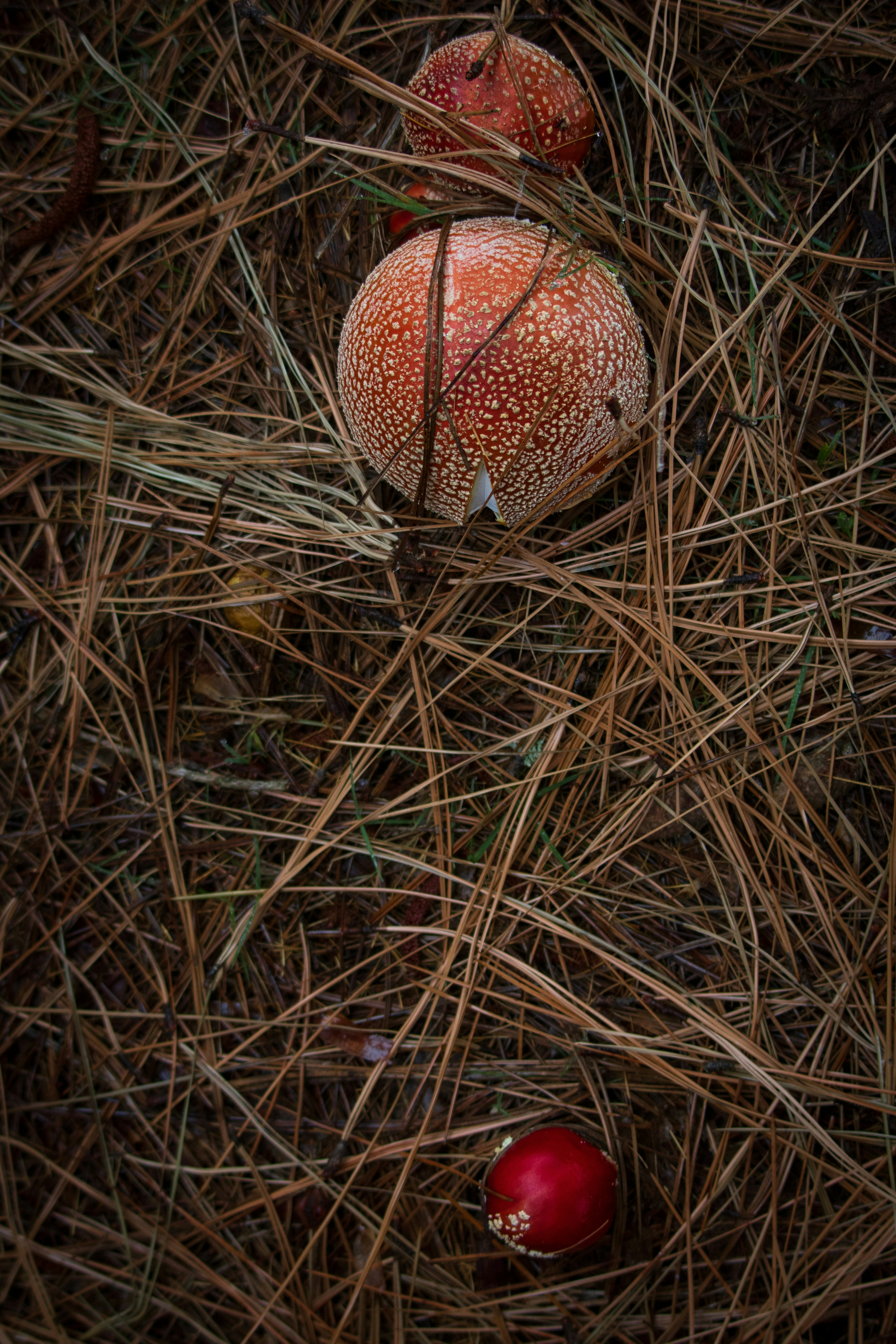 Red-speckled Mushroom Among Pine Needles