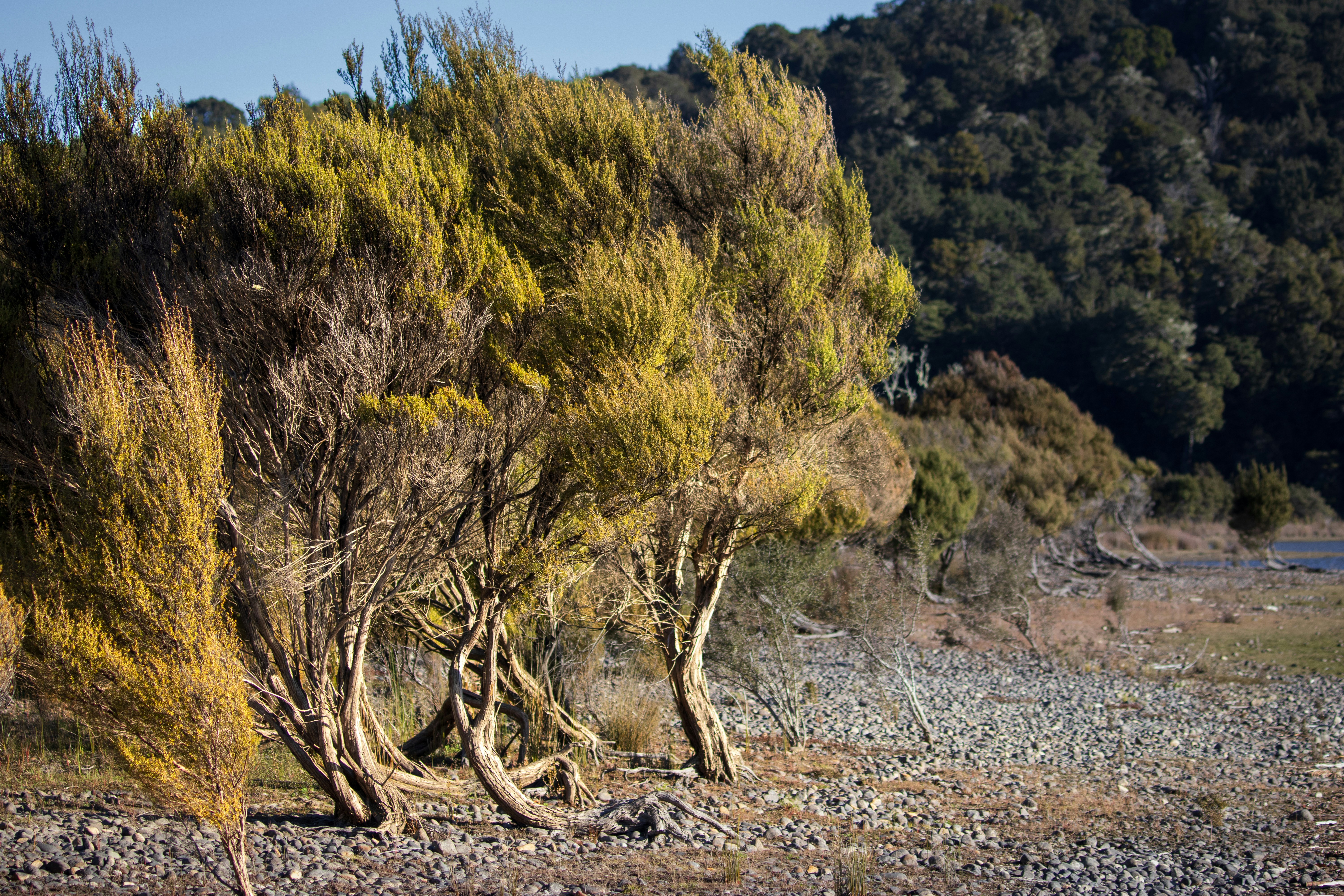 Windward Willows along a Pebble Shore
