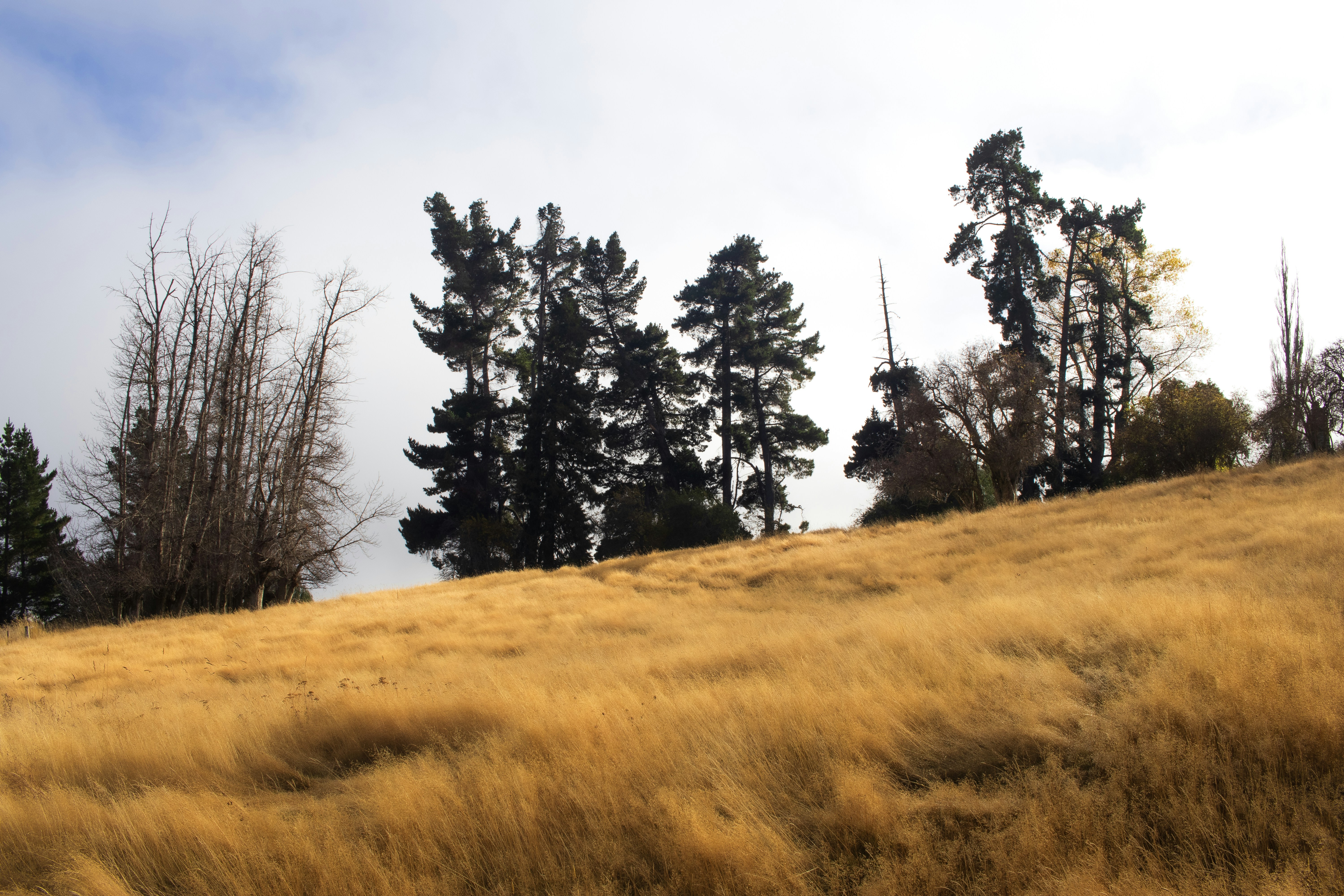 Golden Slope under a Stand of Pines