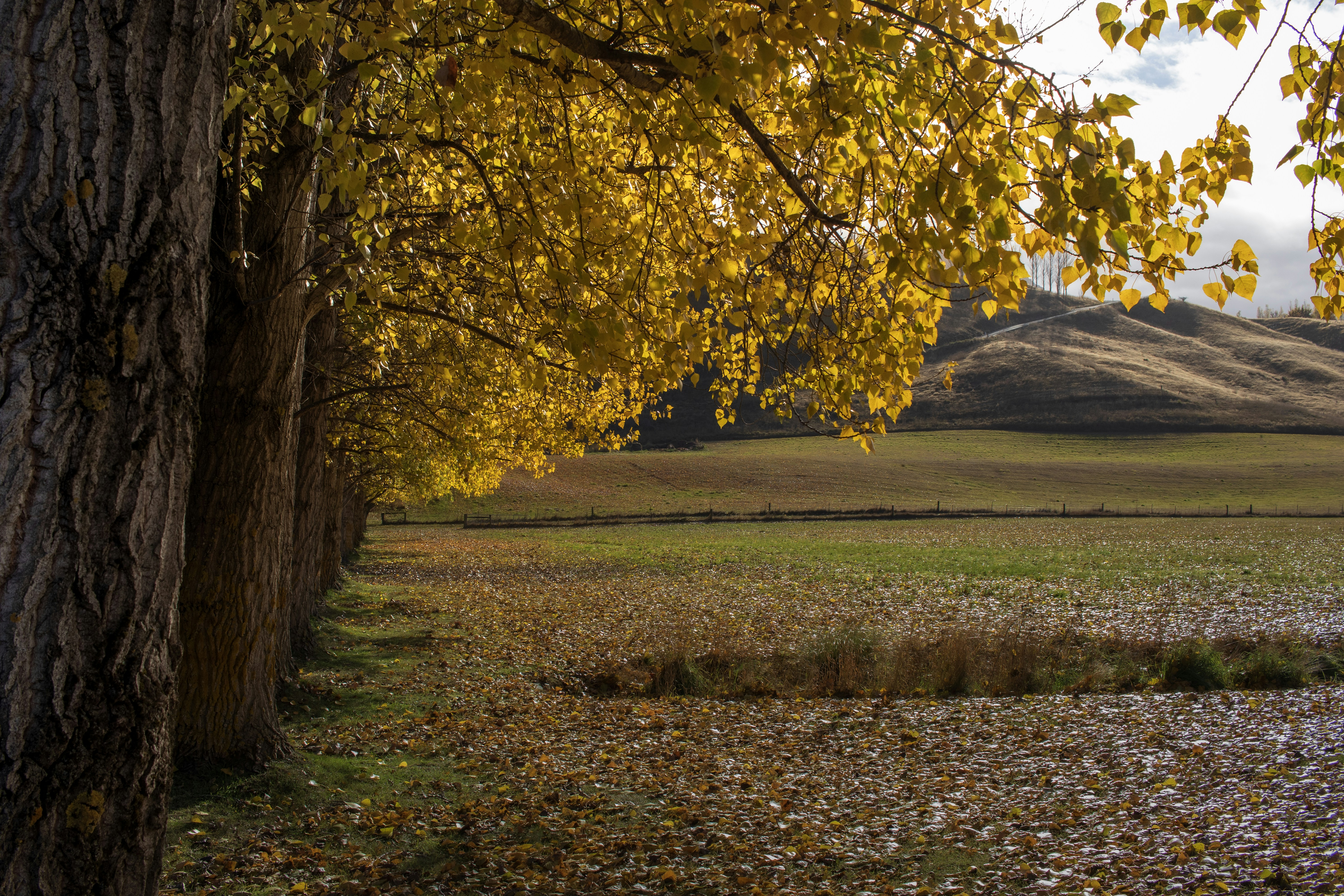 Autumn Row: Golden Leaves Along a Quiet Field