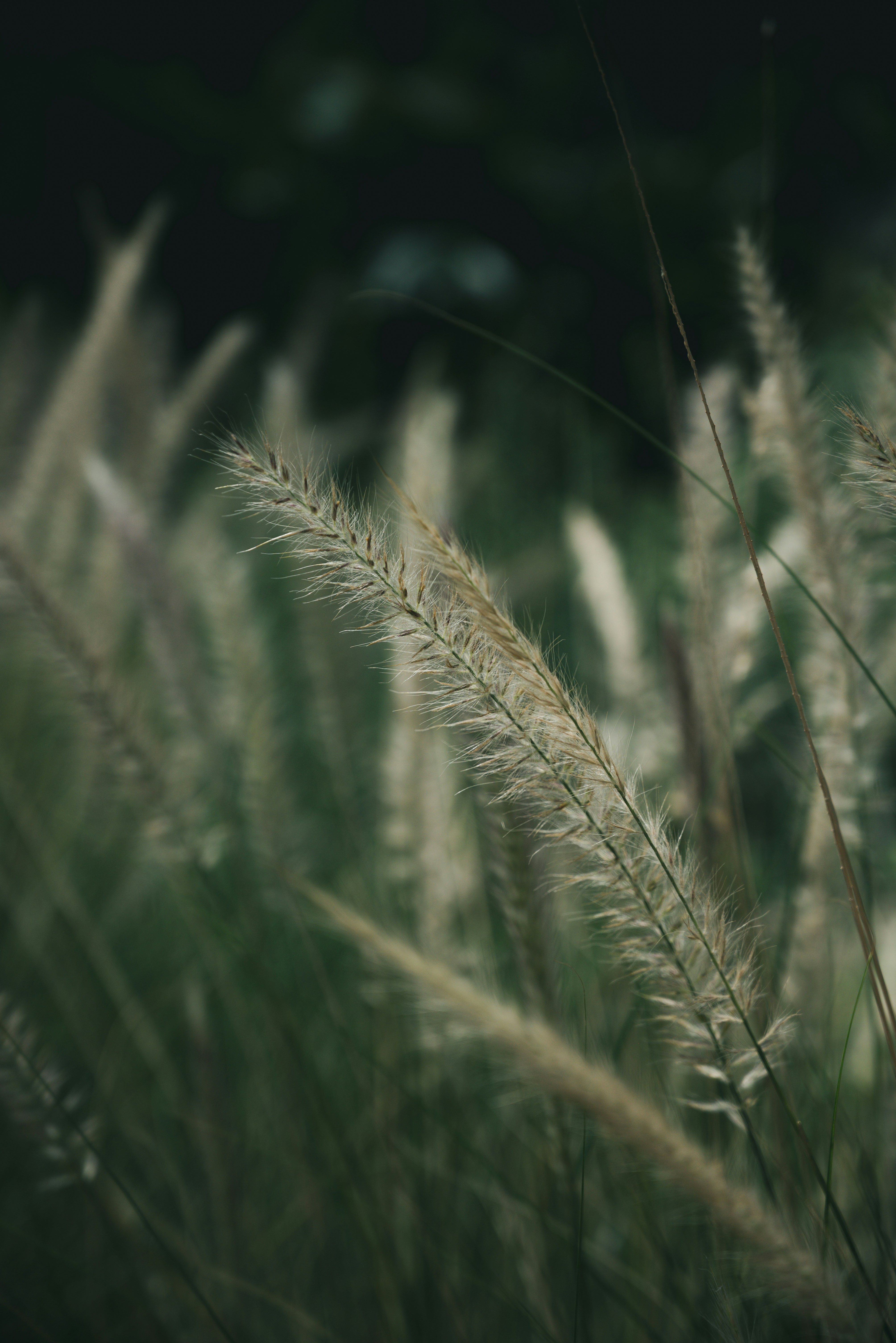 Sunlit Feather Grass in Quiet Meadow